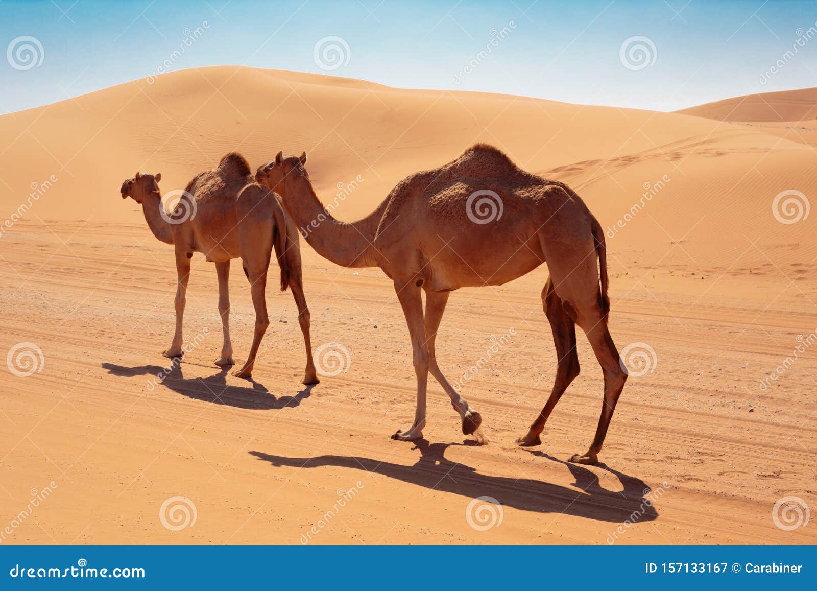 Camellos en el desierto imagen de archivo. Imagen de dromedario - 157133167