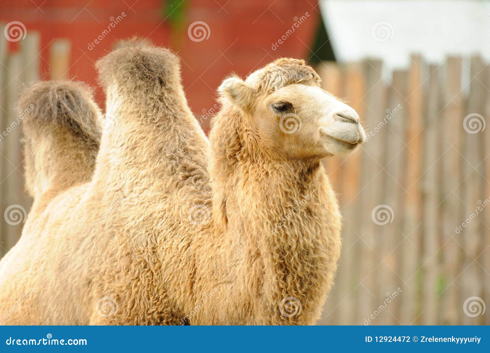 Camelo foto de stock. Imagem de selvagem, retrato, nariz - 12924472