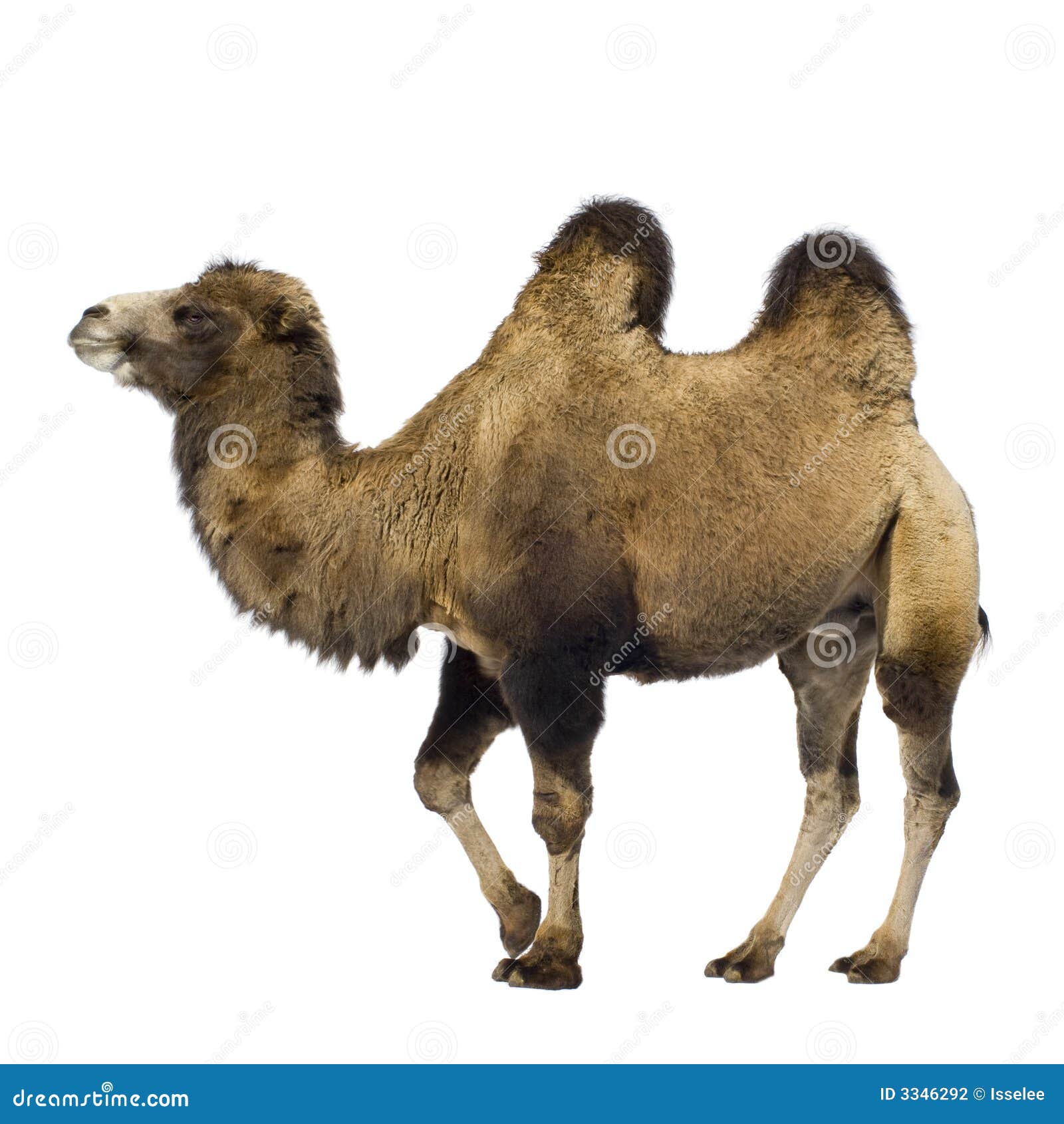 Camelo foto de stock. Imagem de fundo, doméstico, tiro - 3346292