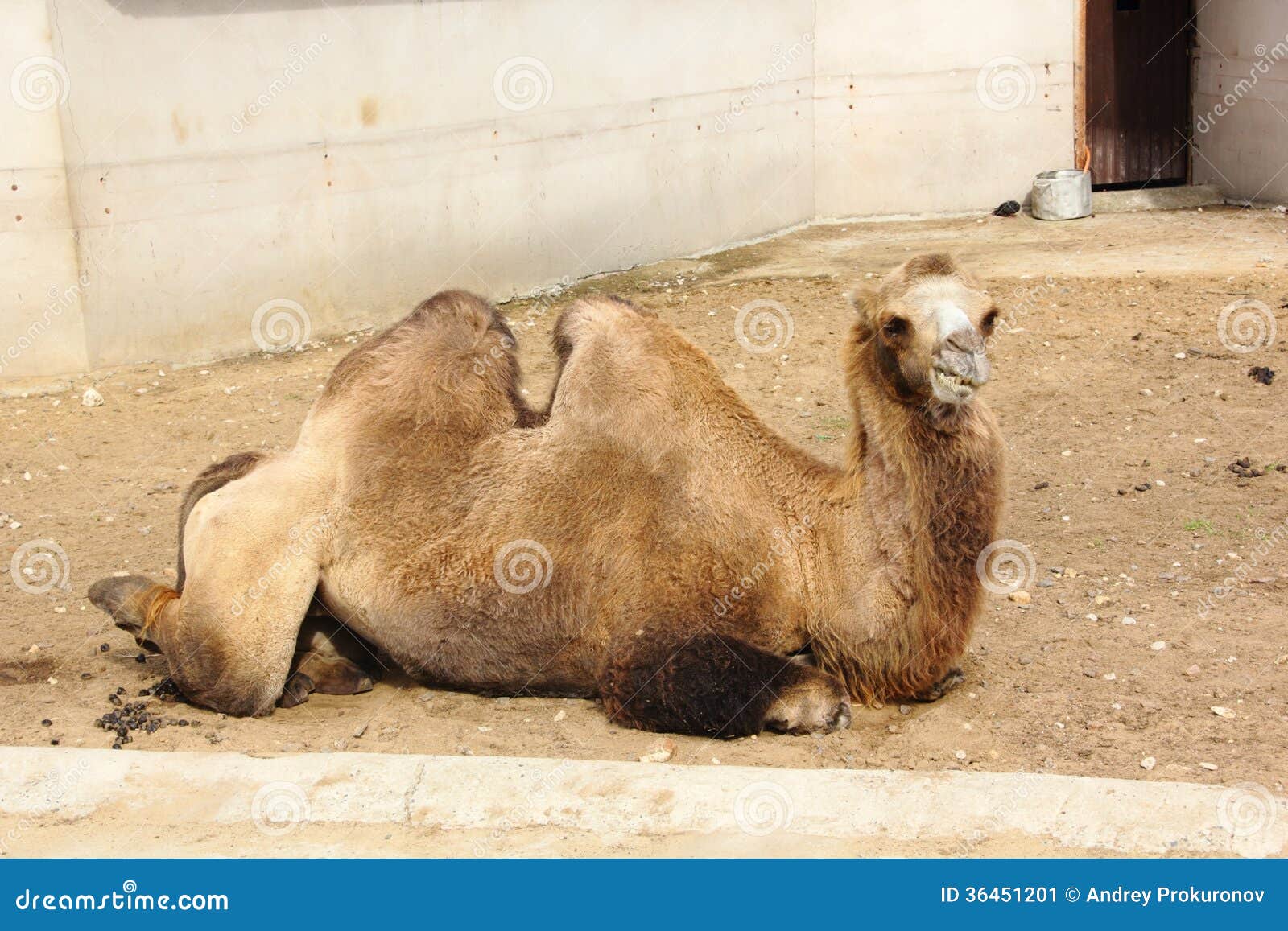 Camelo. imagem de stock. Imagem de paisagens, oriental - 36451201