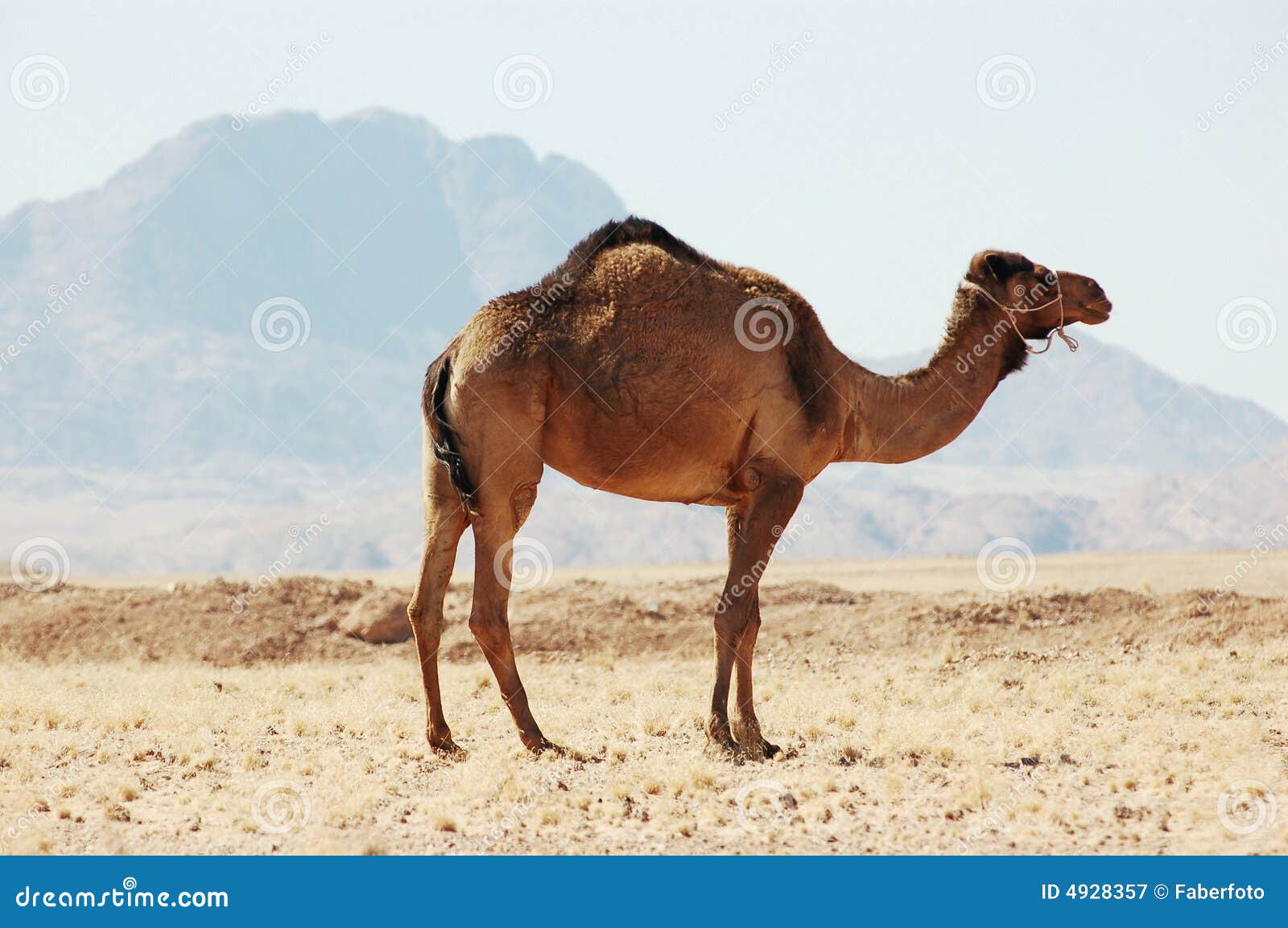 Camelo imagem de stock. Imagem de lado, selvagem, nafta - 4928357