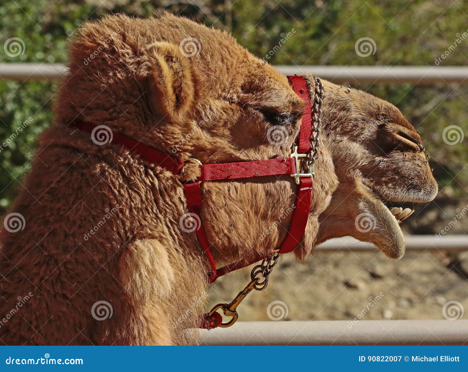 Camelo imagem de stock. Imagem de leste, funcionamento - 90822007