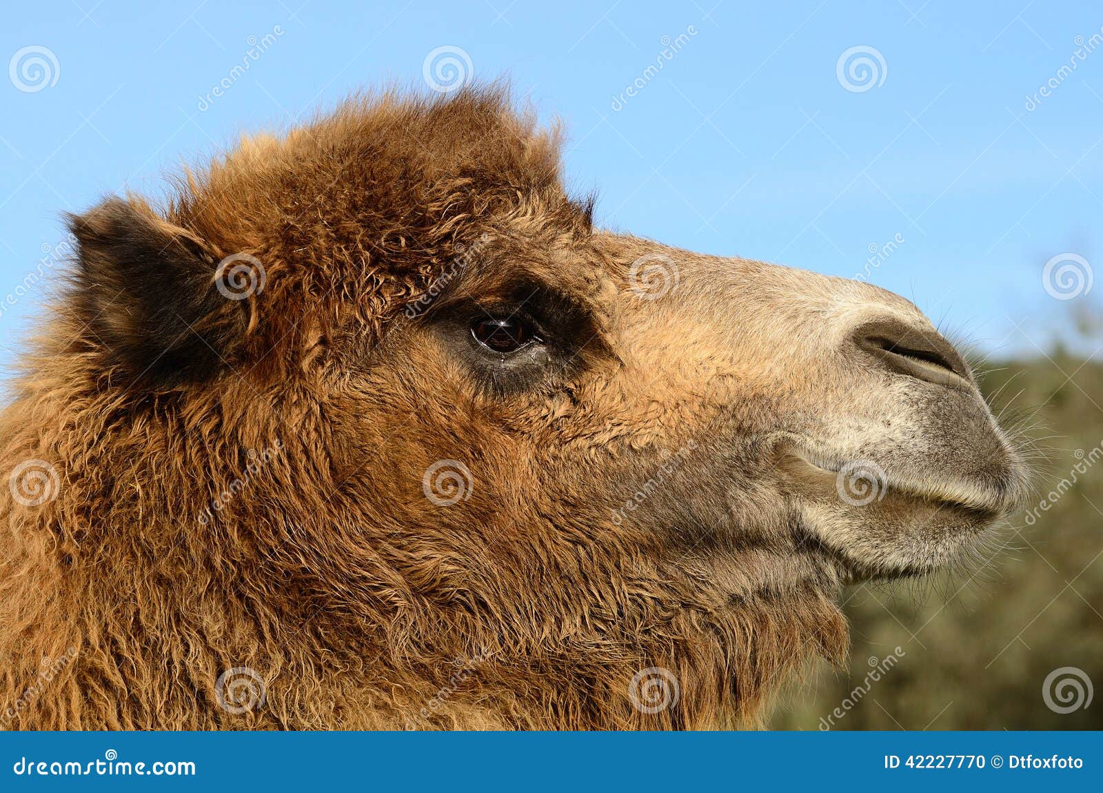 Camelo bactriano foto de stock. Imagem de animal, ensolarado - 42227770