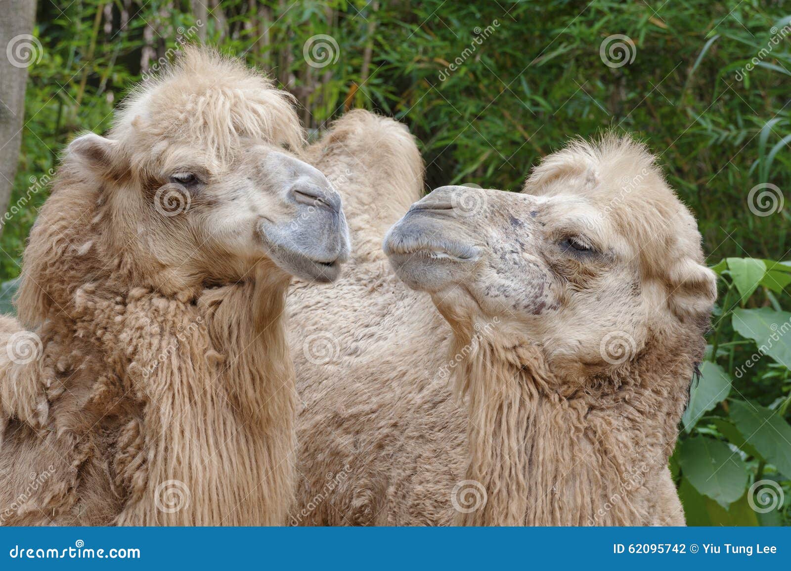 Camelo bactriano foto de stock. Imagem de sorriso, cara - 62095742