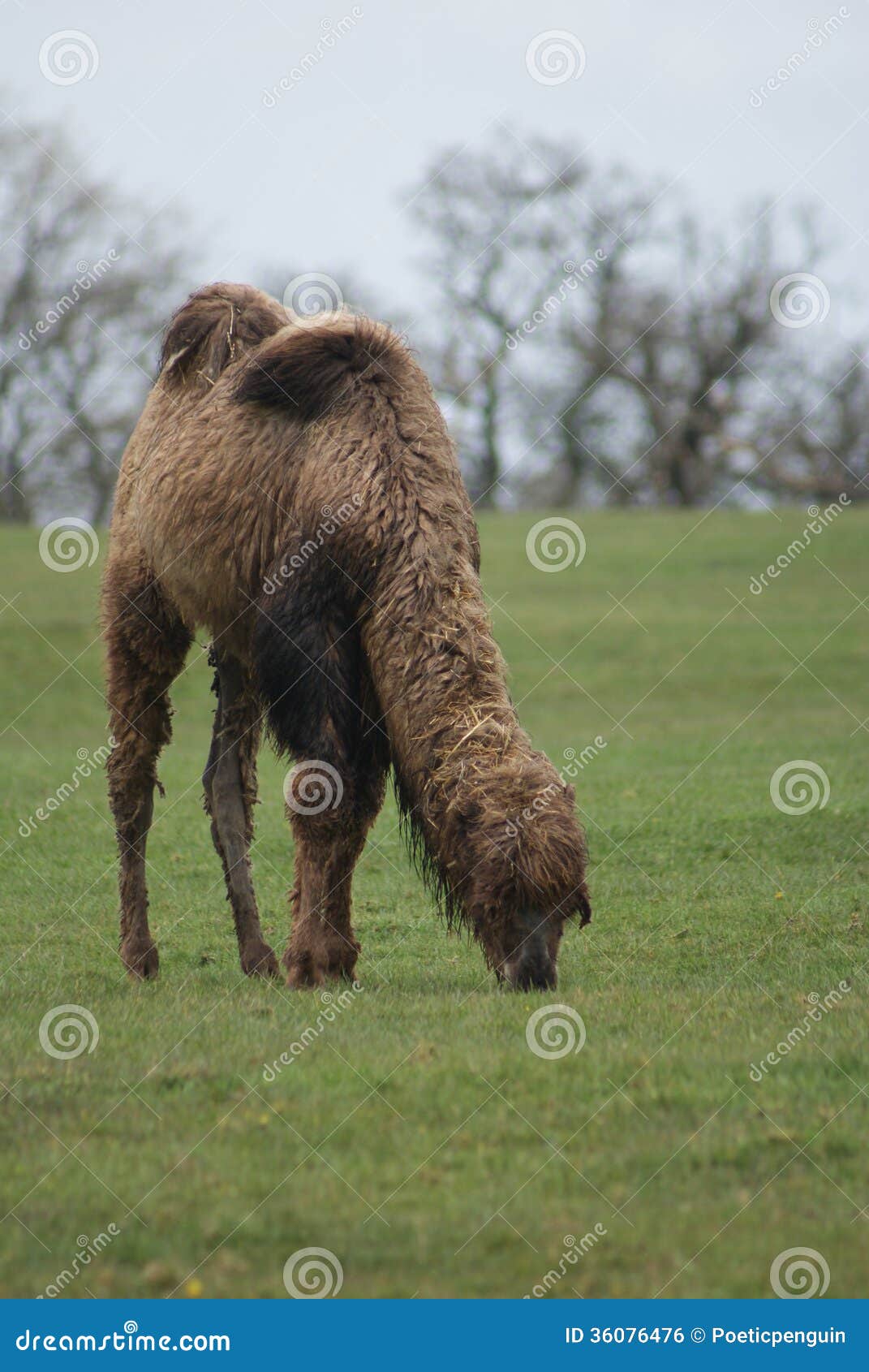 Camelo Bactriano - Bactrianus Do Camelus Foto de Stock - Imagem de sapo ...