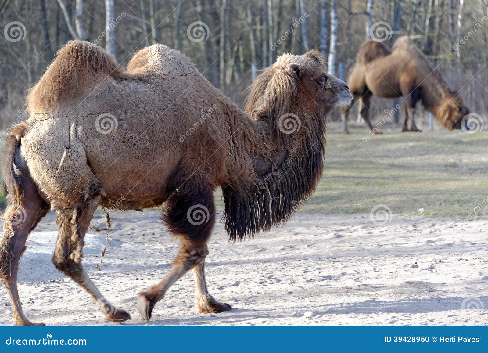 Camelo Bactriano, Camelus Bactriano Foto de Stock - Imagem de fauna ...