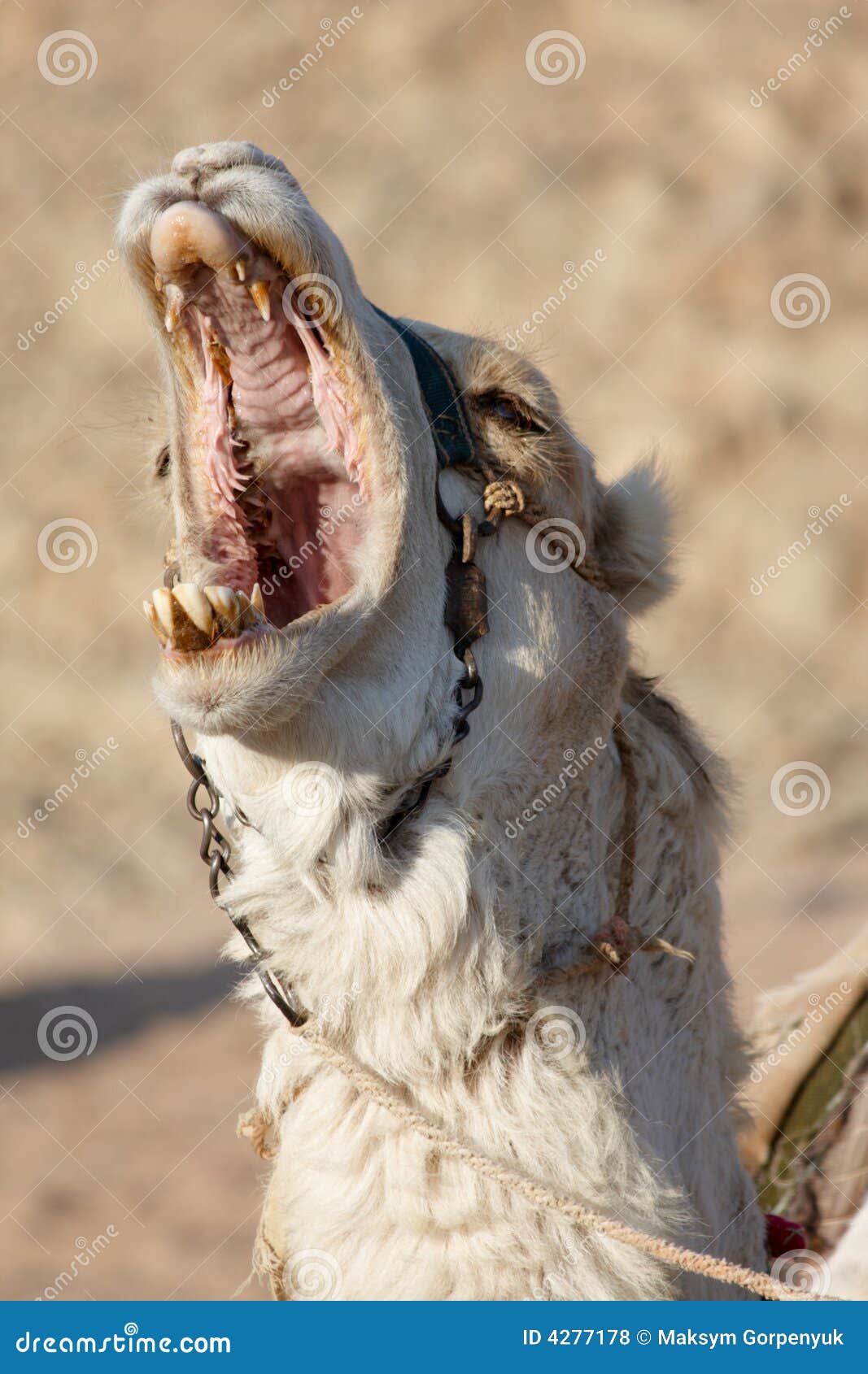 Camelo Bawling Com a Boca Aberta Cheia Dos Dentes Grandes Foto de Stock ...