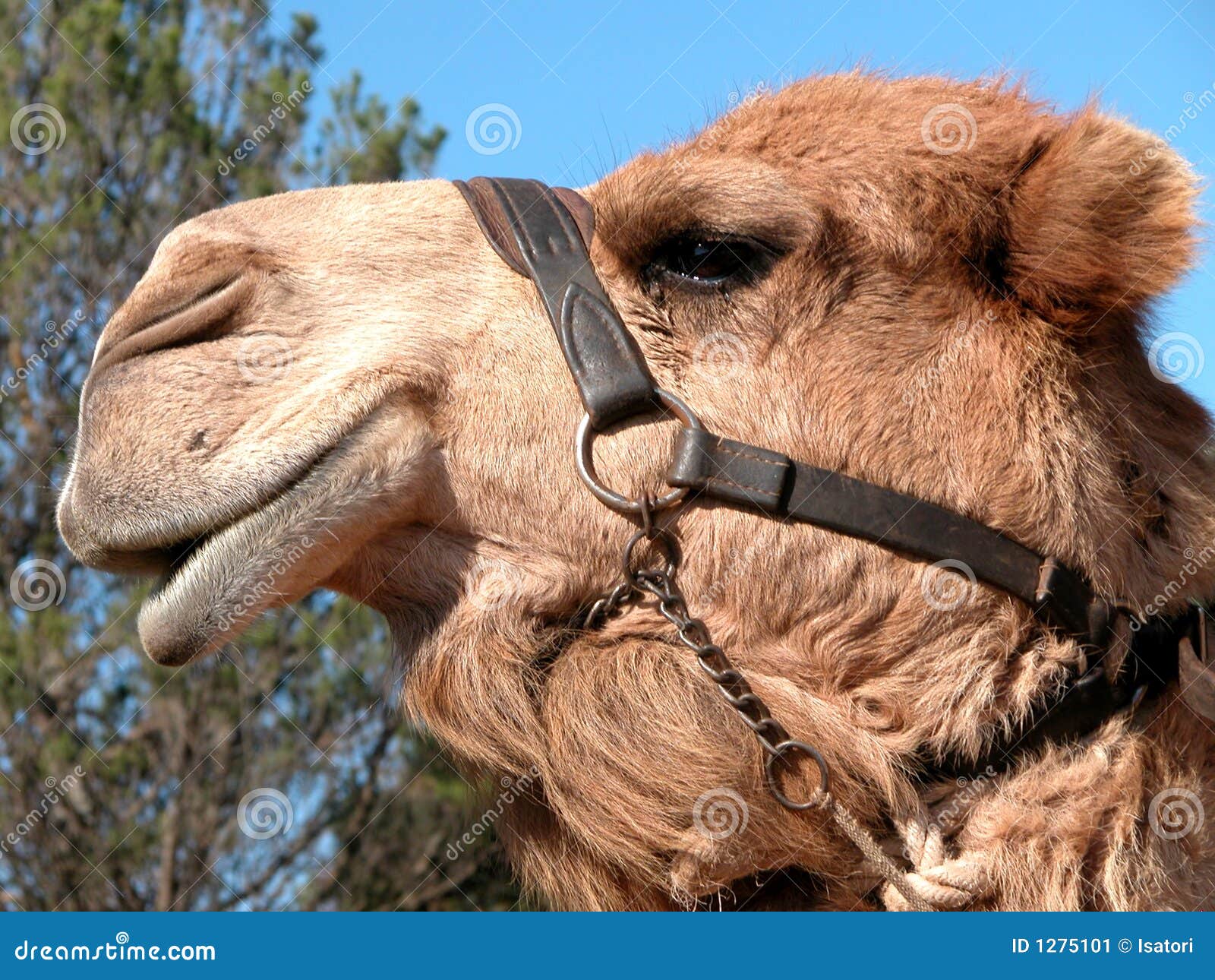 Camelo De Sorriso Pronto Para Um Passeio Imagem de Stock - Imagem de ...
