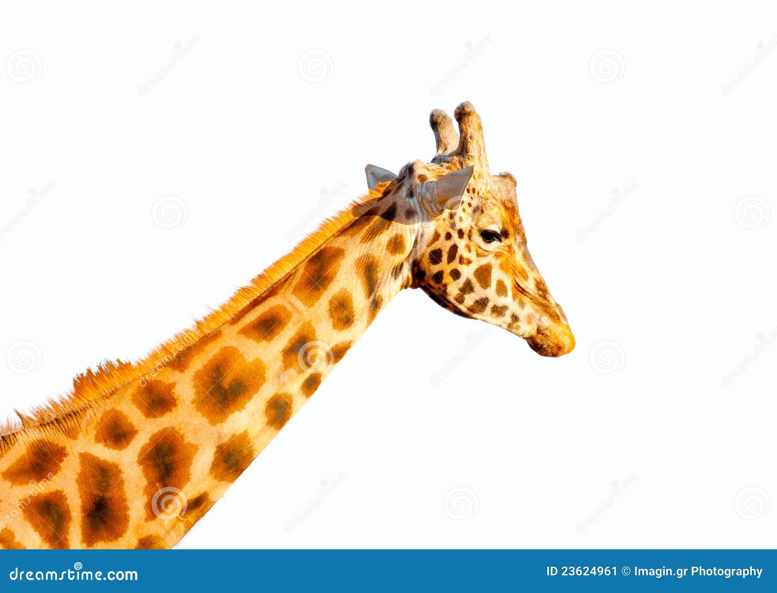 A camelopard stock image. Image of jungle, animals, camelopard - 23624961