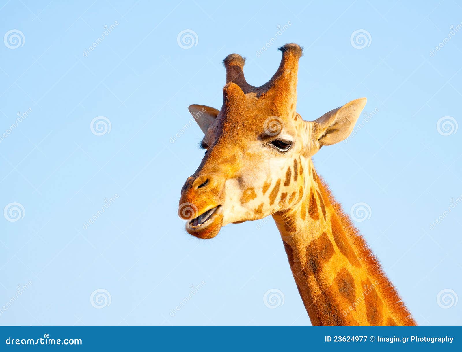 A Camelopard stock image. Image of giraffe, animals, neck - 23624977