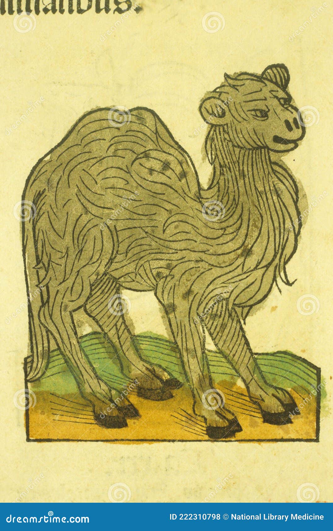 Camelopardus Picture. Image: 222310798