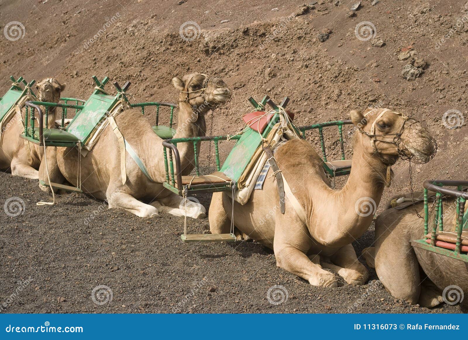 Camels stock image. Image of rendered, sunset, animals - 11316073