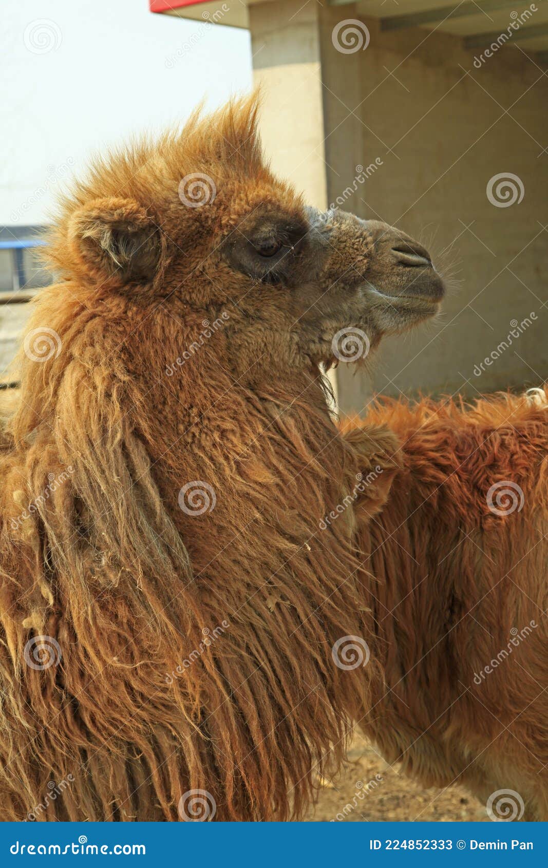 Yellow camels on the farm stock image. Image of climate - 224852333