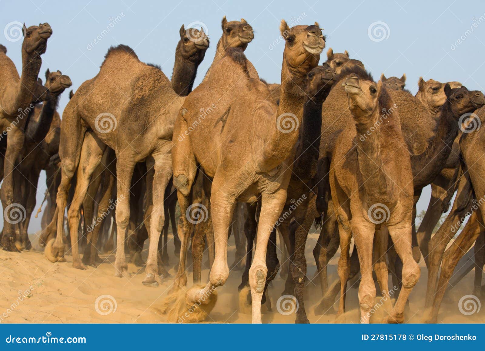 Camels stock photo. Image of asian, dromedary, decoration - 27815178