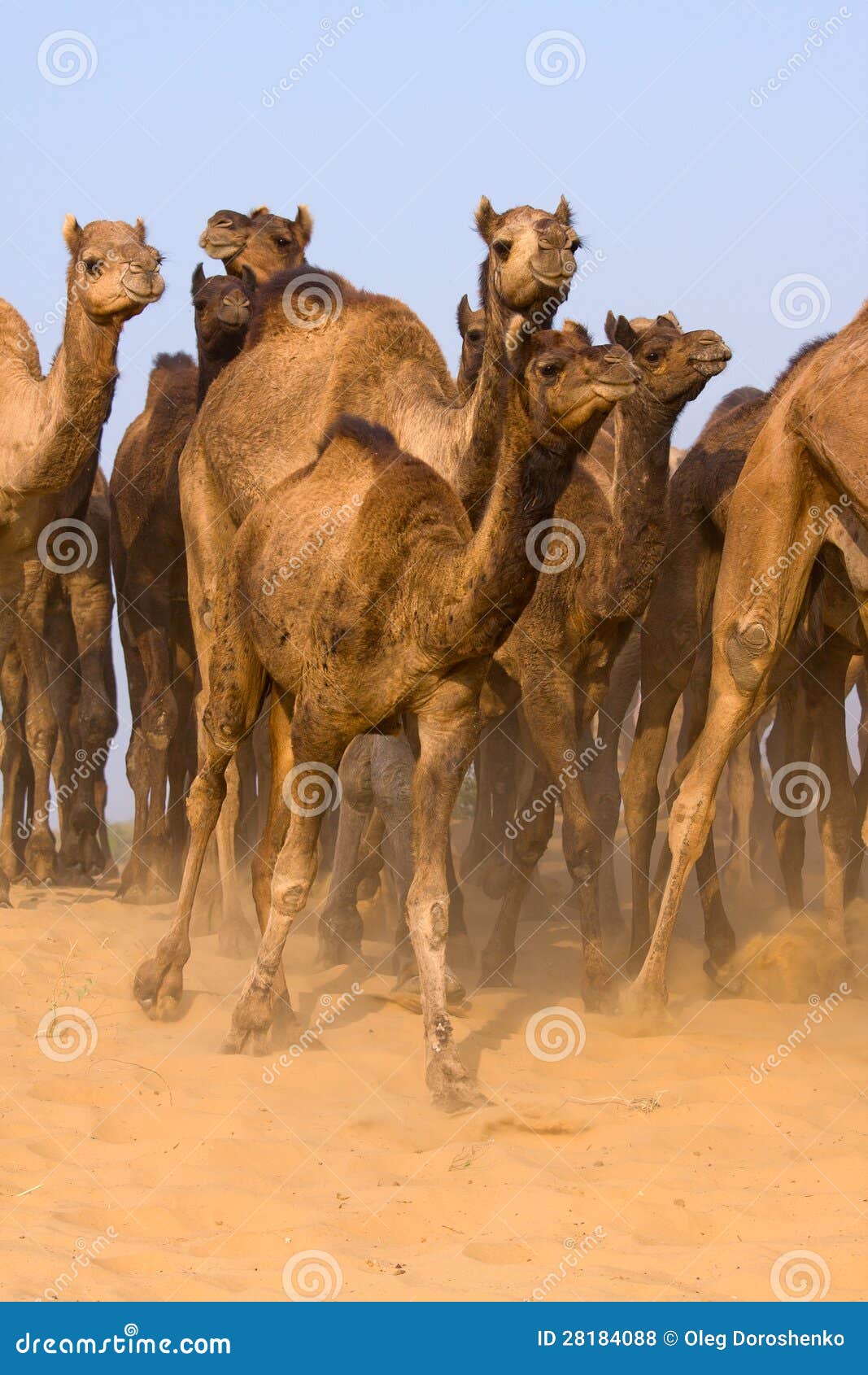 Camels stock photo. Image of domesticated, decoration - 28184088