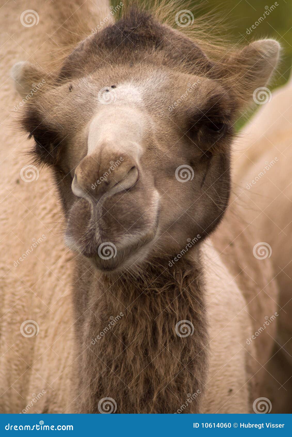 Camels 3 stock photo. Image of wildlife, flies, camelus - 10614060