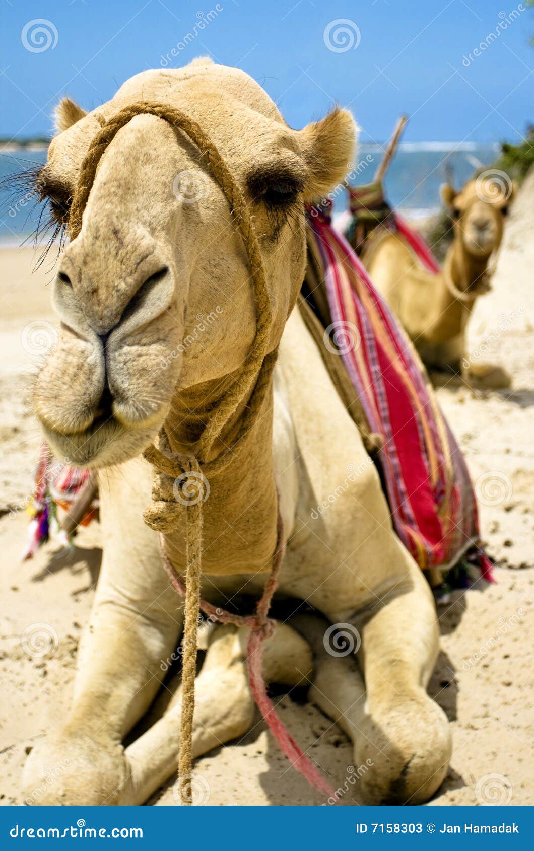Camels stock image. Image of tourism, travel, vacation - 7158303