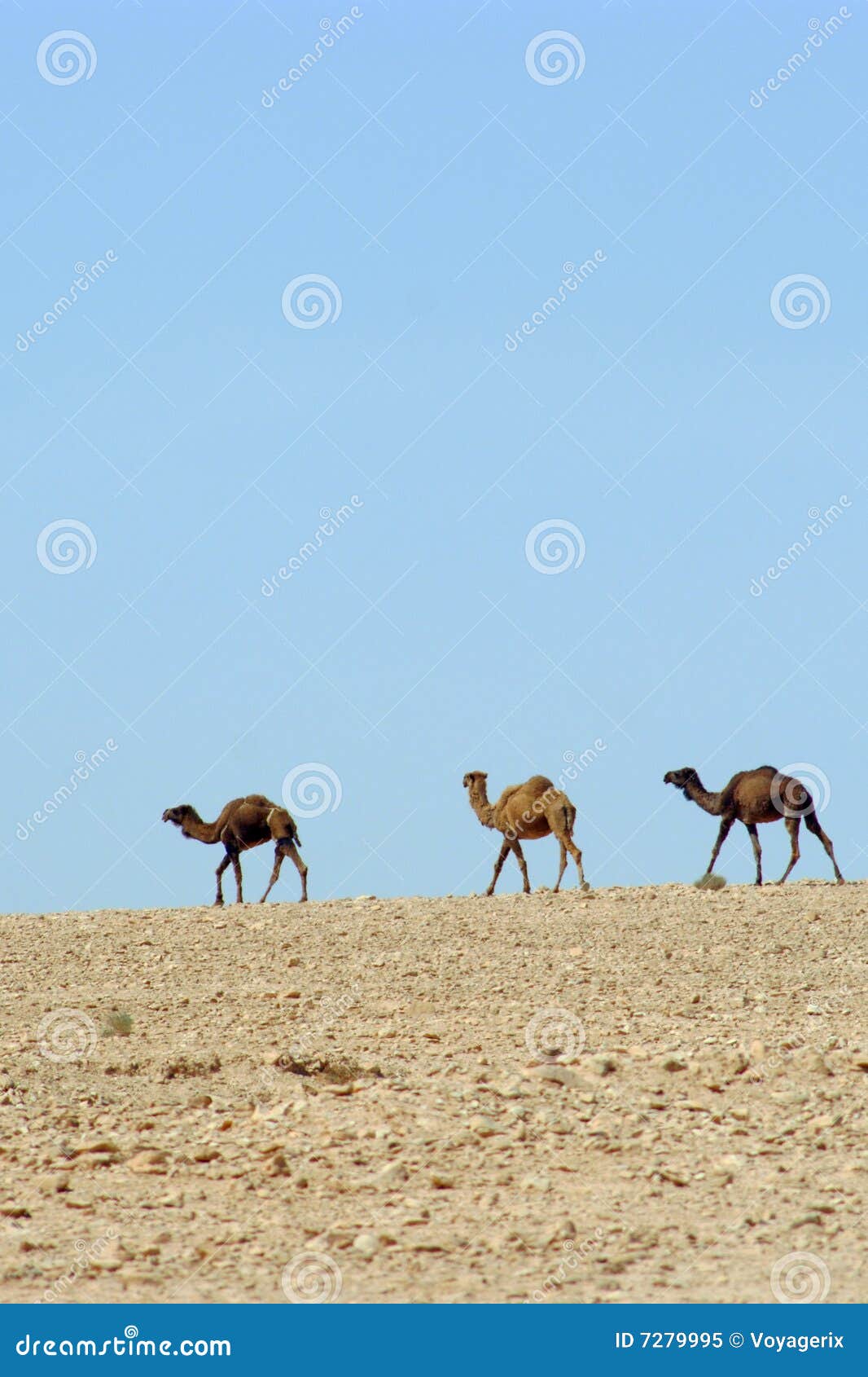 Camels stock image. Image of heat, dune, freedom, riding - 7279995
