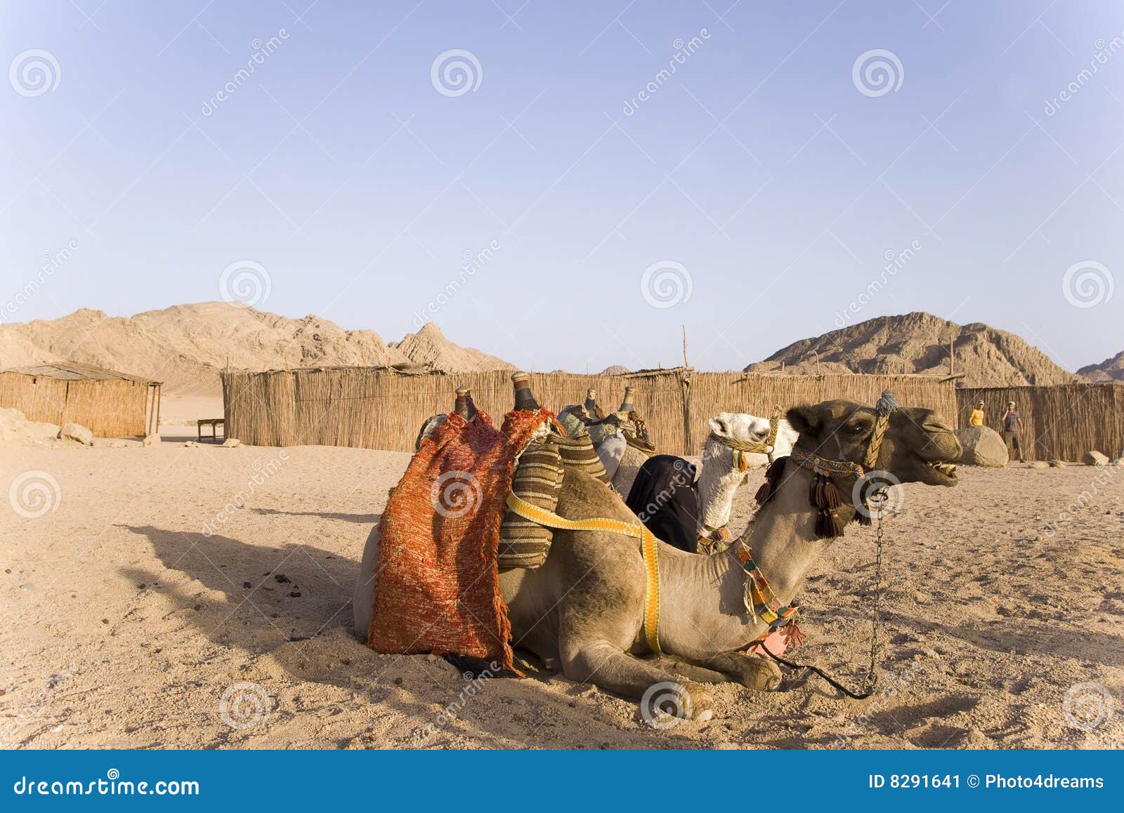 The camels stock image. Image of funniment, frippery, bedouin - 8291641