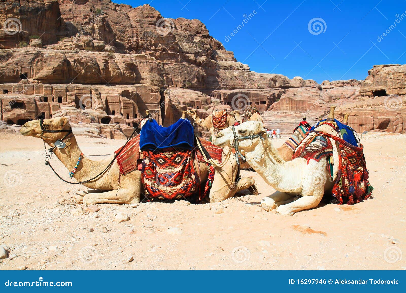 Camels in Ancient City of Petra, Jordan Stock Photo - Image of east ...