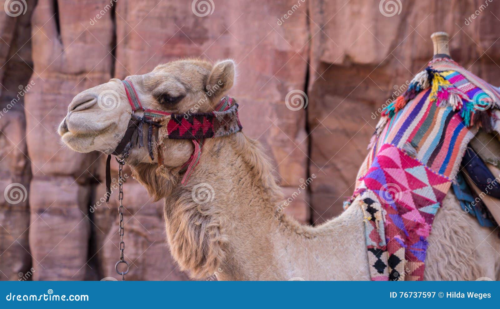 Camels in Ancient City of Petra in Jordan Stock Image - Image of ...