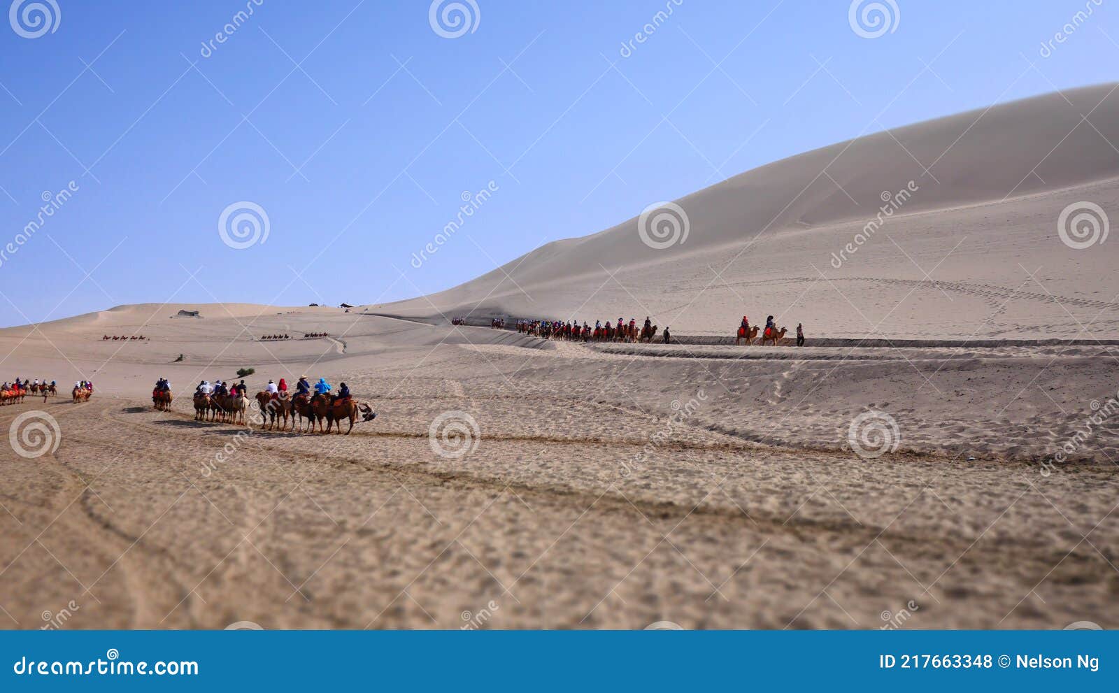 Camels As a Main Form of Transportation in Desert Stock Photo - Image ...