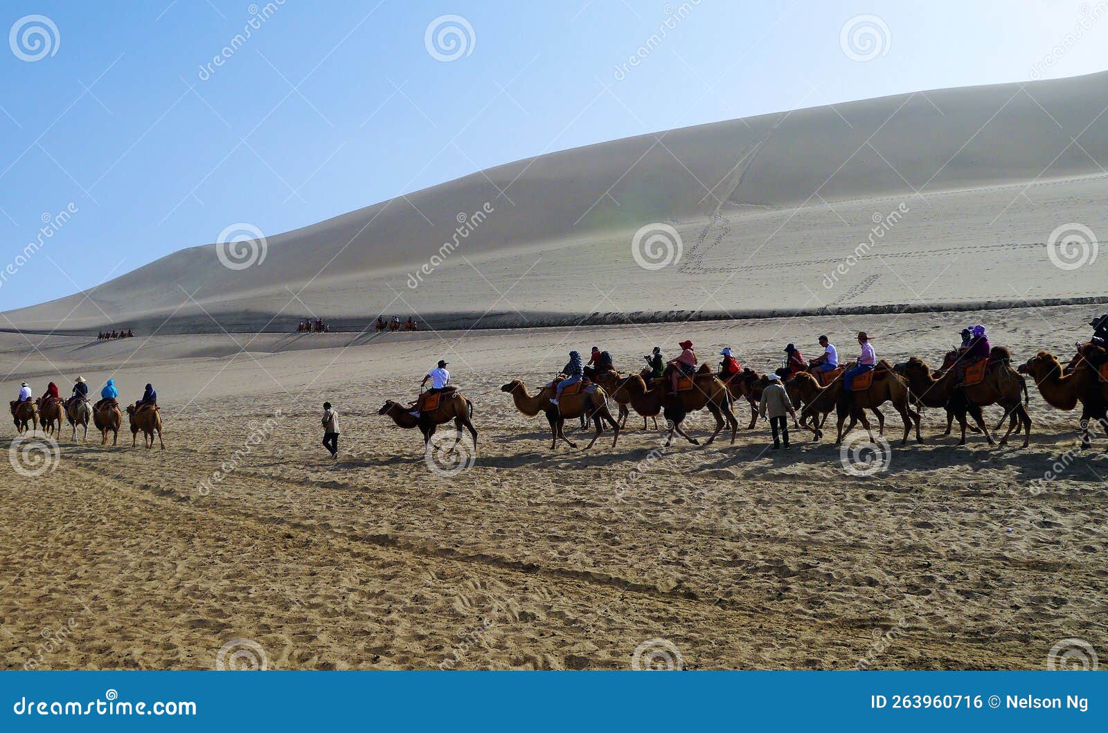 Camels As a Main Form of Transportation in Desert Editorial Photo ...