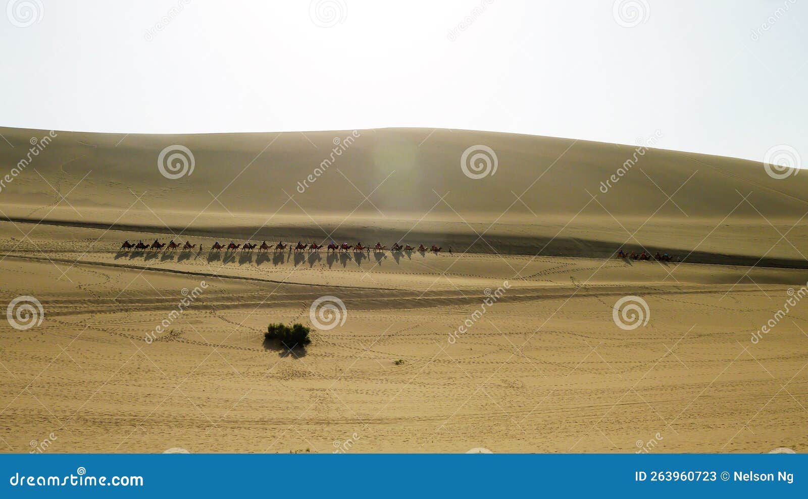 Camels As a Main Form of Transportation in Desert Stock Image - Image ...