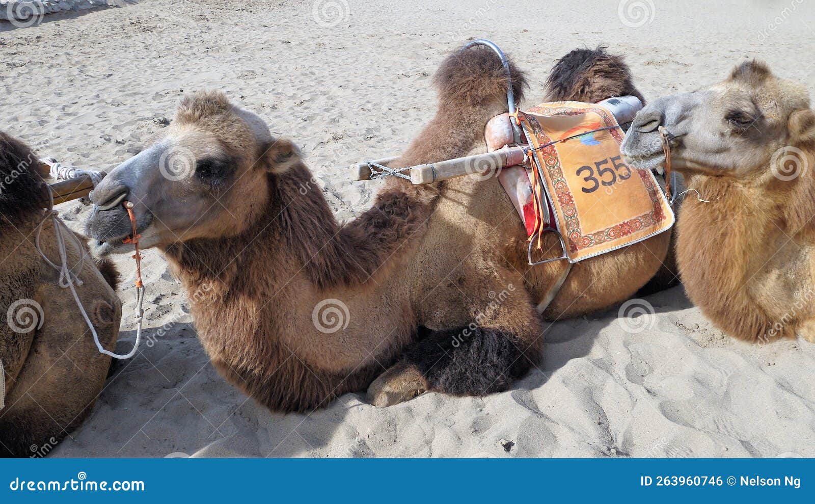 Camels As a Main Form of Transportation in Desert Stock Photo - Image ...