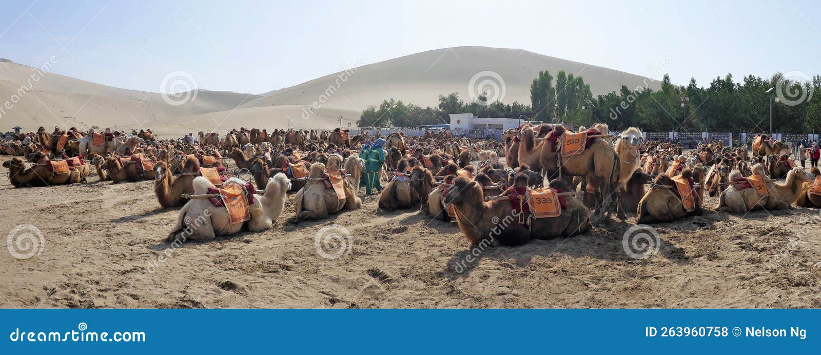 Camels As a Main Form of Transportation in Desert Editorial Stock Photo ...