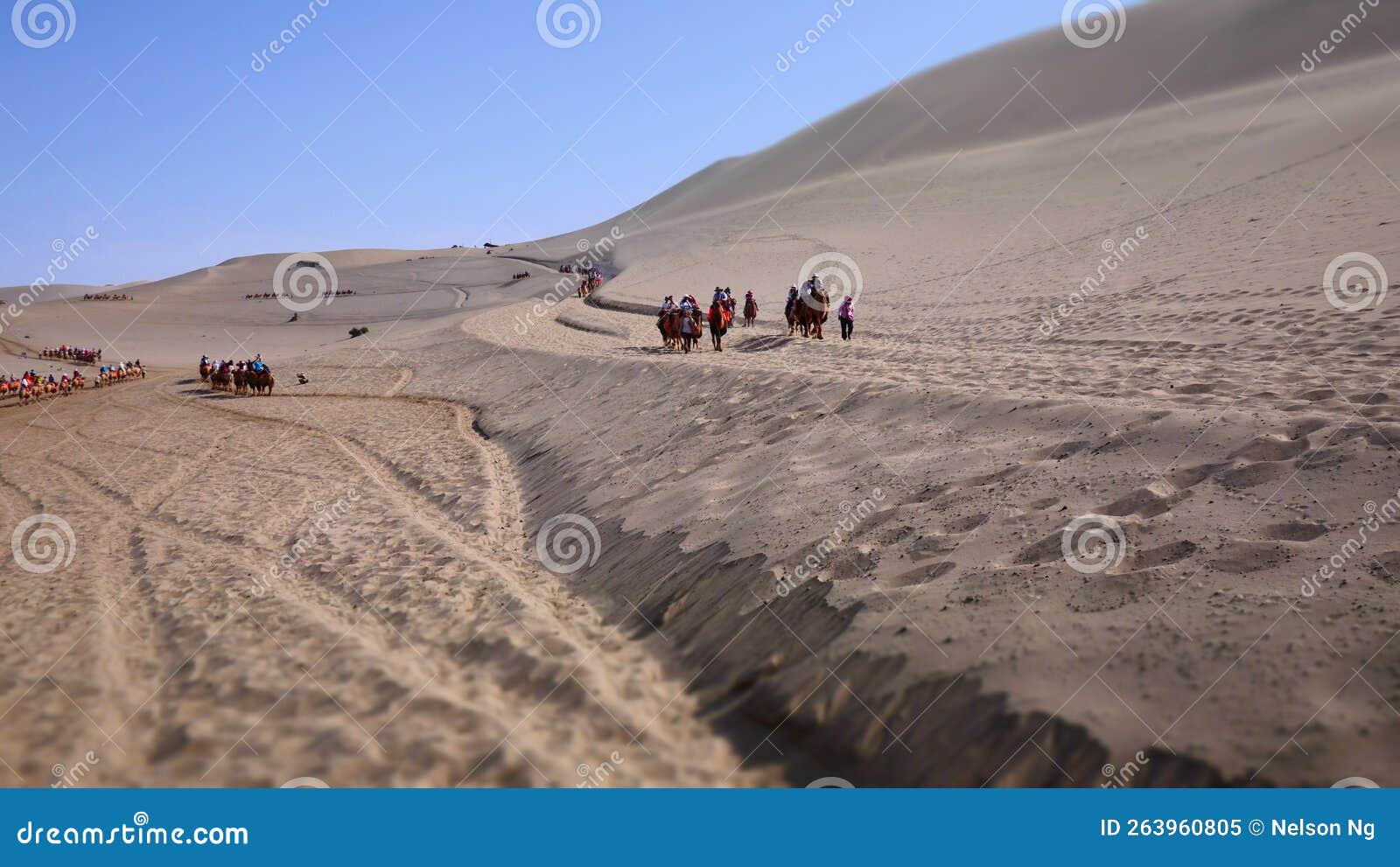 Camels As a Main Form of Transportation in Desert Stock Image - Image ...
