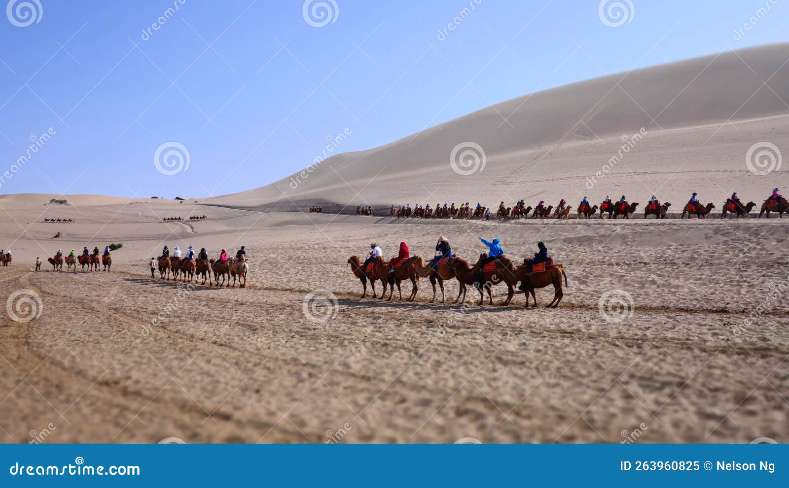Camels As a Main Form of Transportation in Desert Stock Image - Image ...