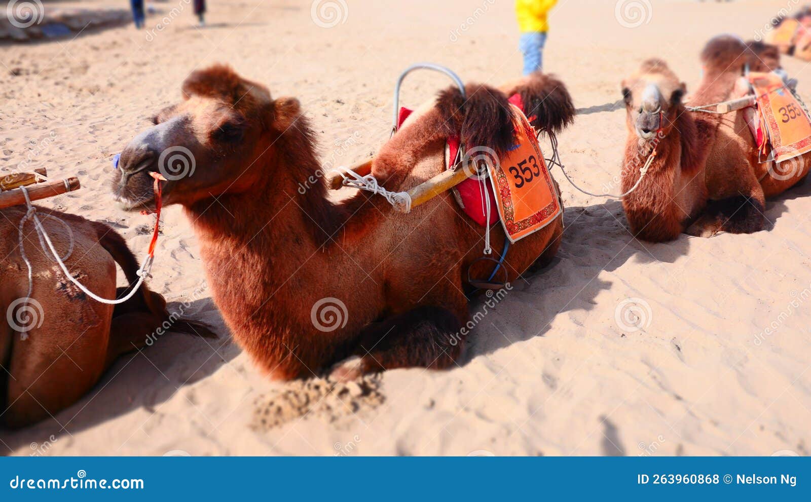 Camels As a Main Form of Transportation in Desert Stock Photo - Image ...