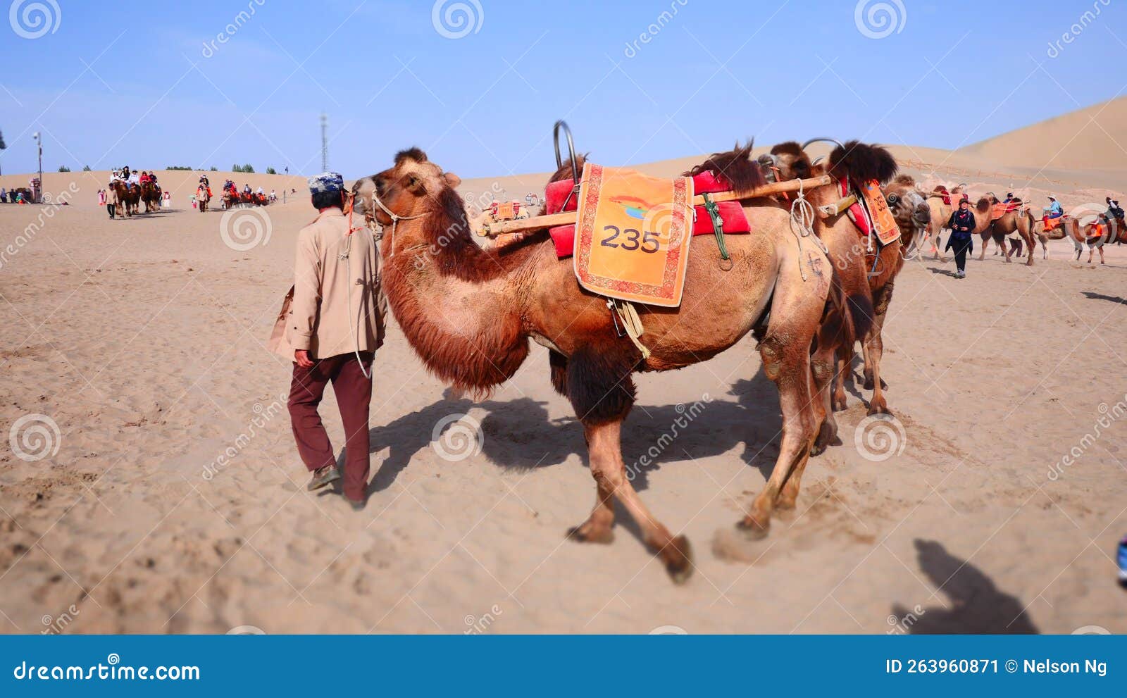 Camels As a Main Form of Transportation in Desert Editorial Photo ...