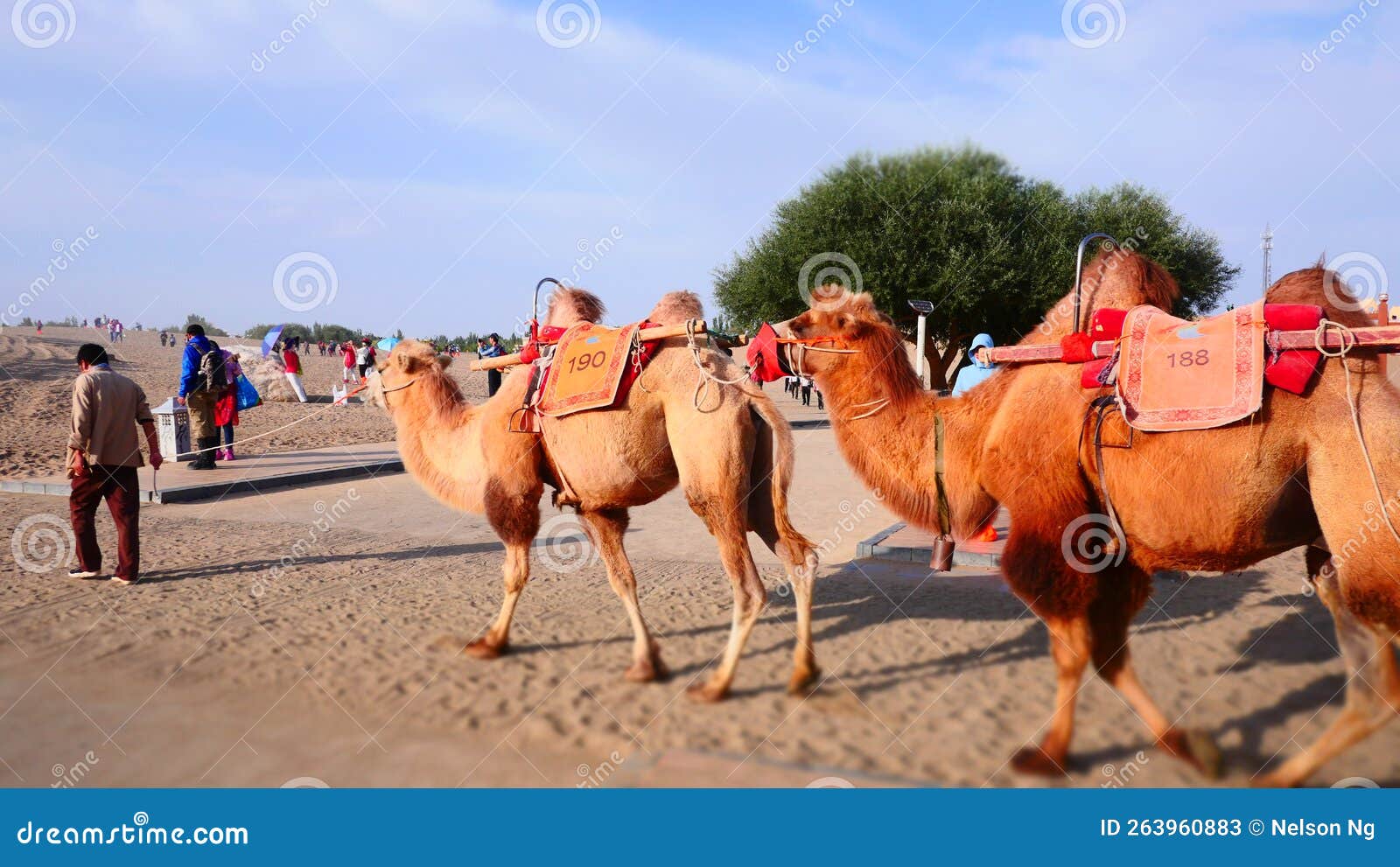 Camels As a Main Form of Transportation in Desert Stock Image - Image ...