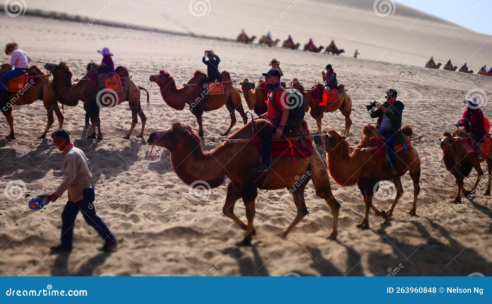 Camels As a Main Form of Transportation in Desert Editorial Stock Photo ...