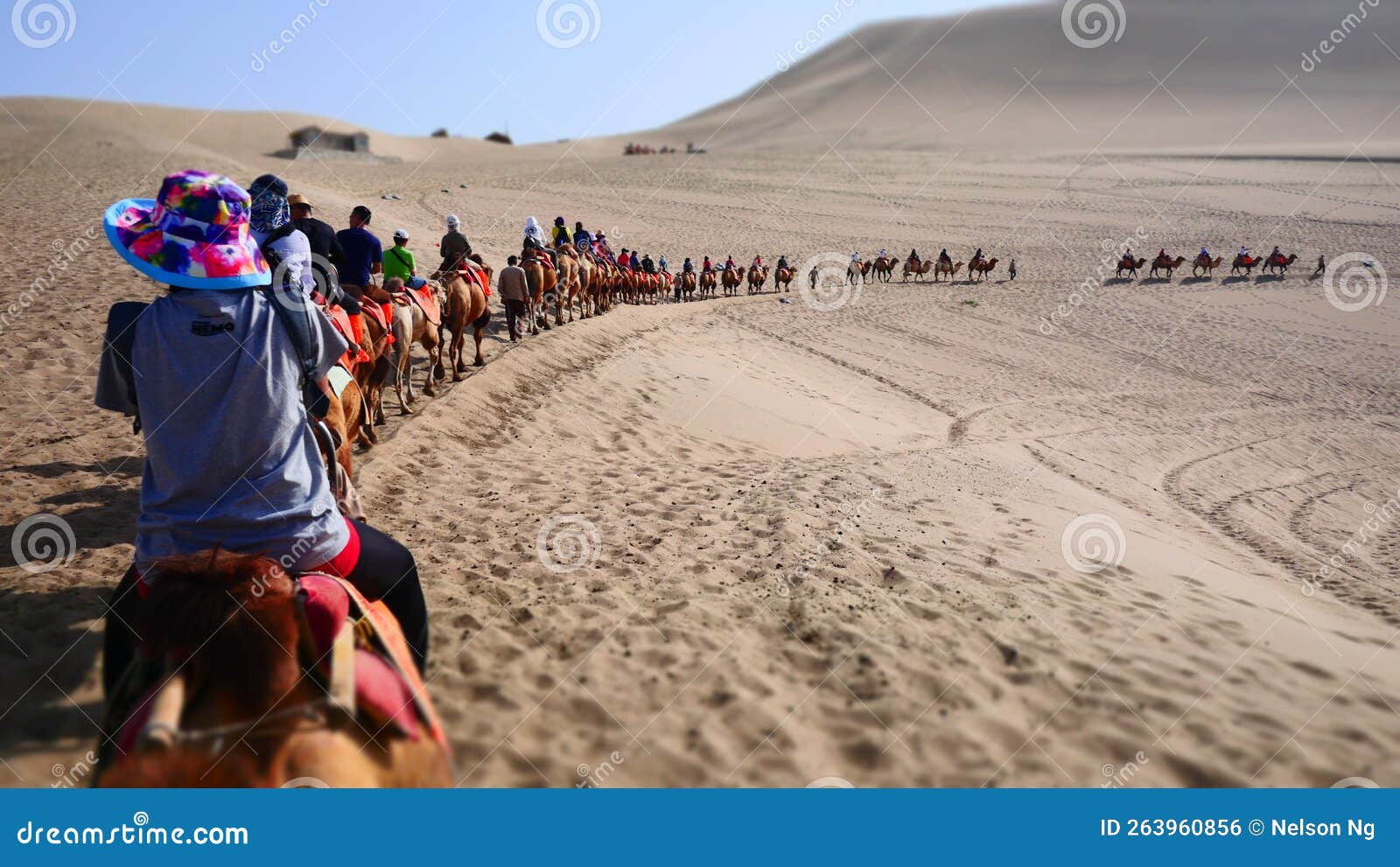 Camels As a Main Form of Transportation in Desert Editorial Photo ...
