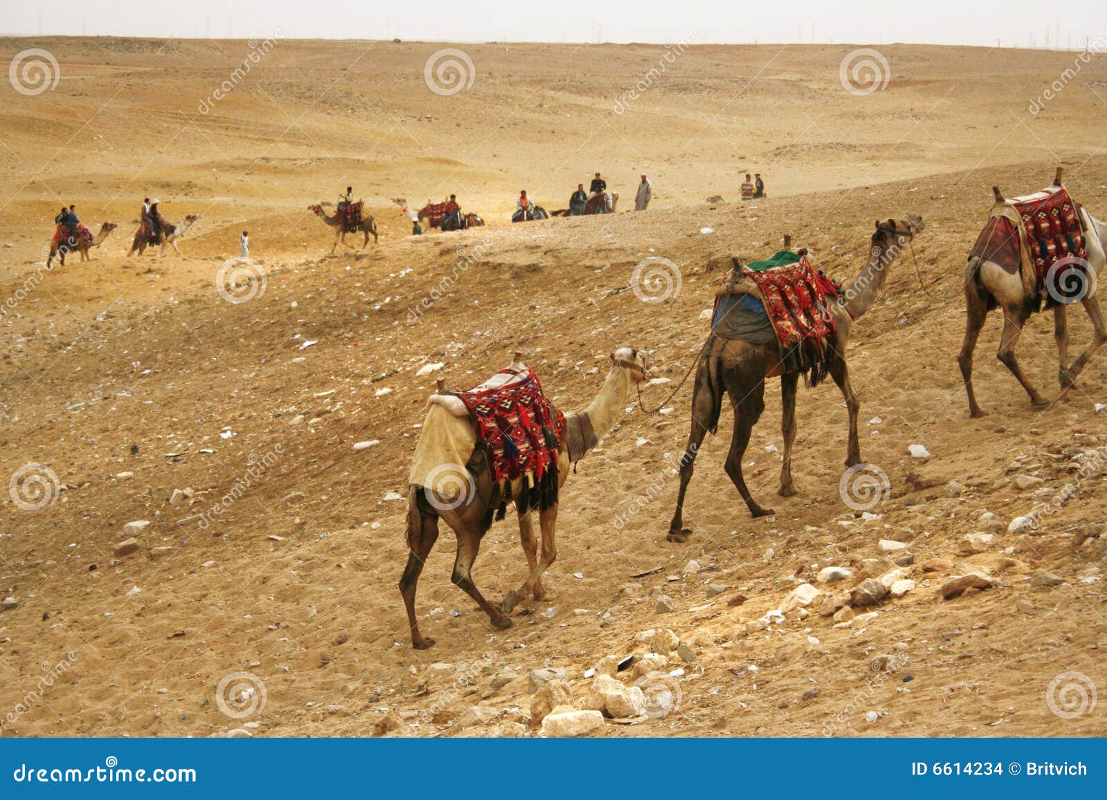 Camels as transport stock photo. Image of adventure, escape - 6614234