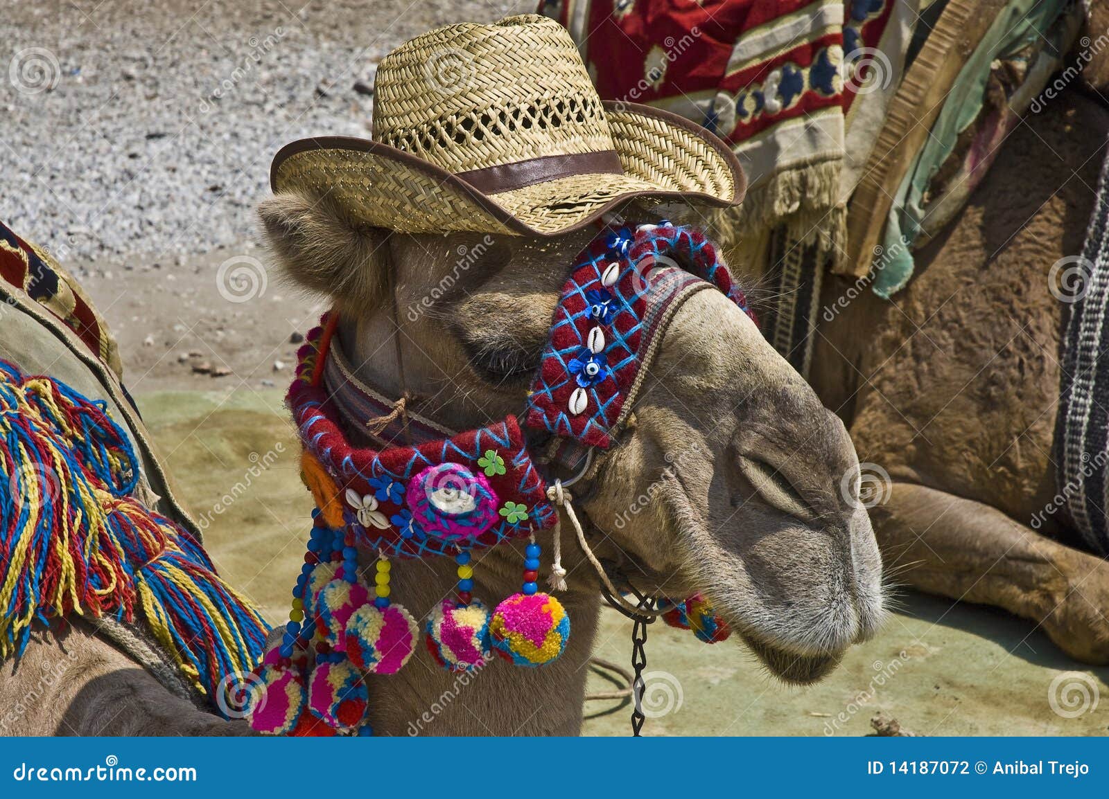 Camels at Aspendos Entrance, Turkey Stock Photo - Image of turkish ...