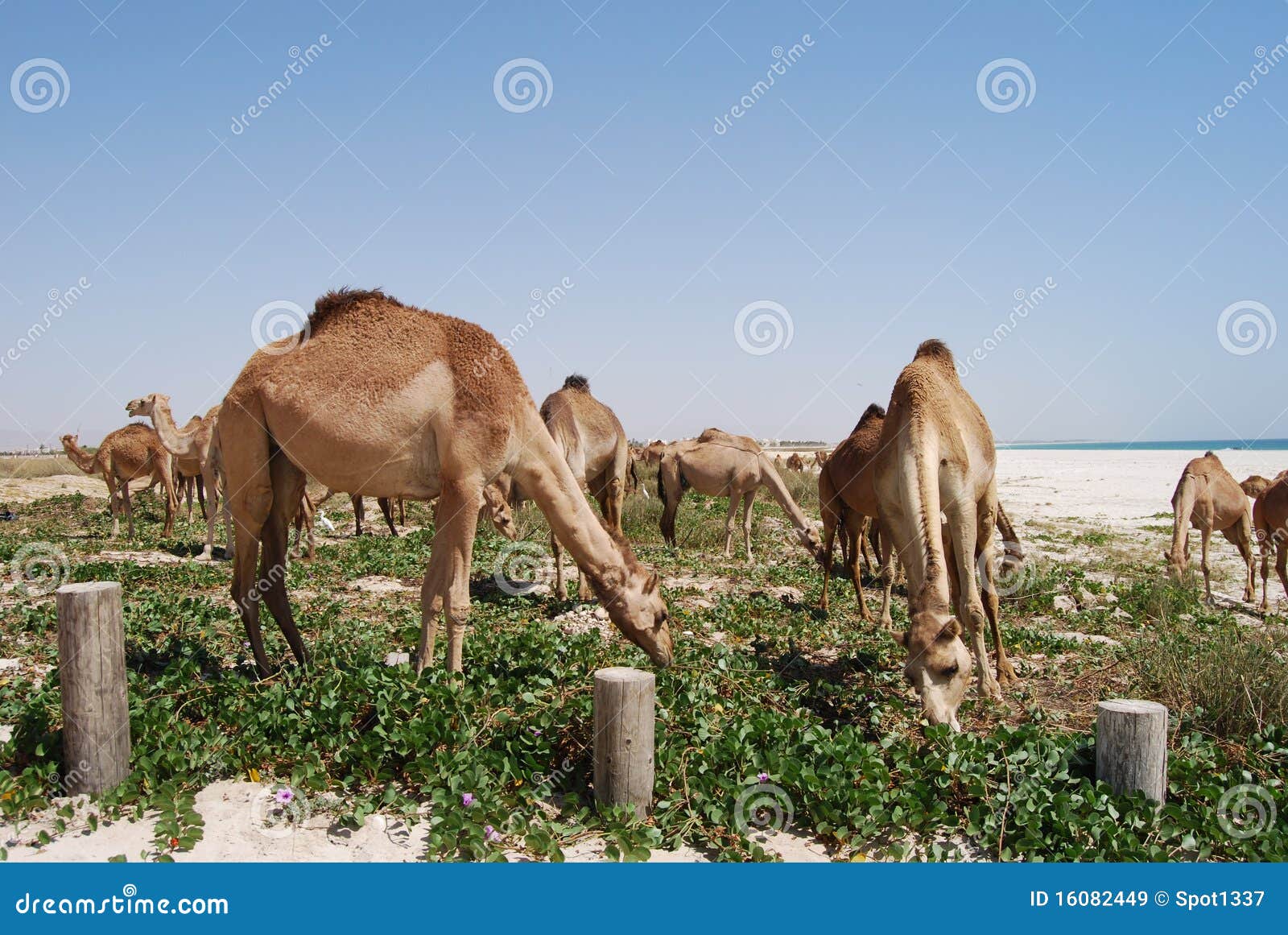 Camels on the beach stock image. Image of pool, oman - 16082449