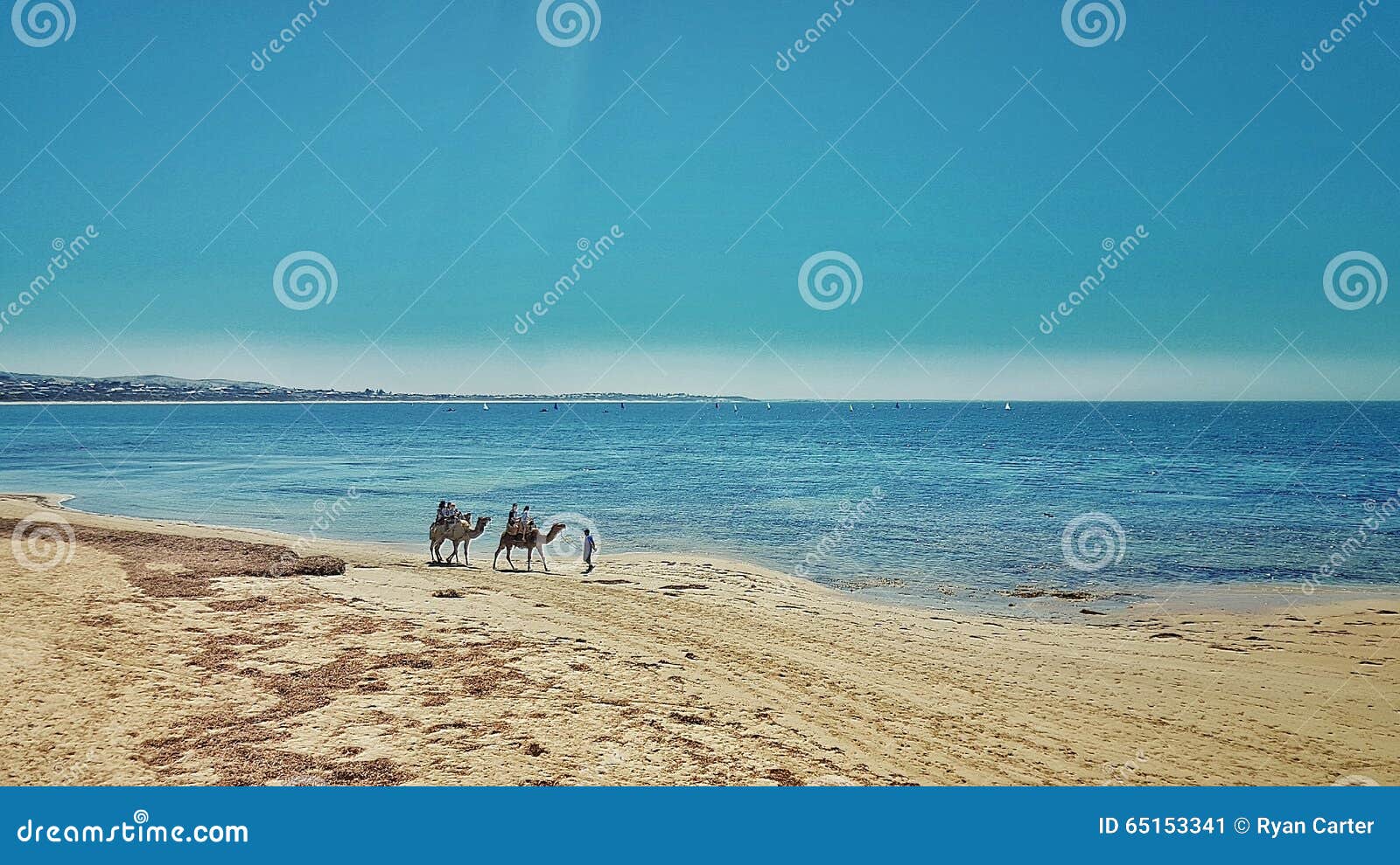 Camels at the beach stock image. Image of camels, beautiful - 65153341