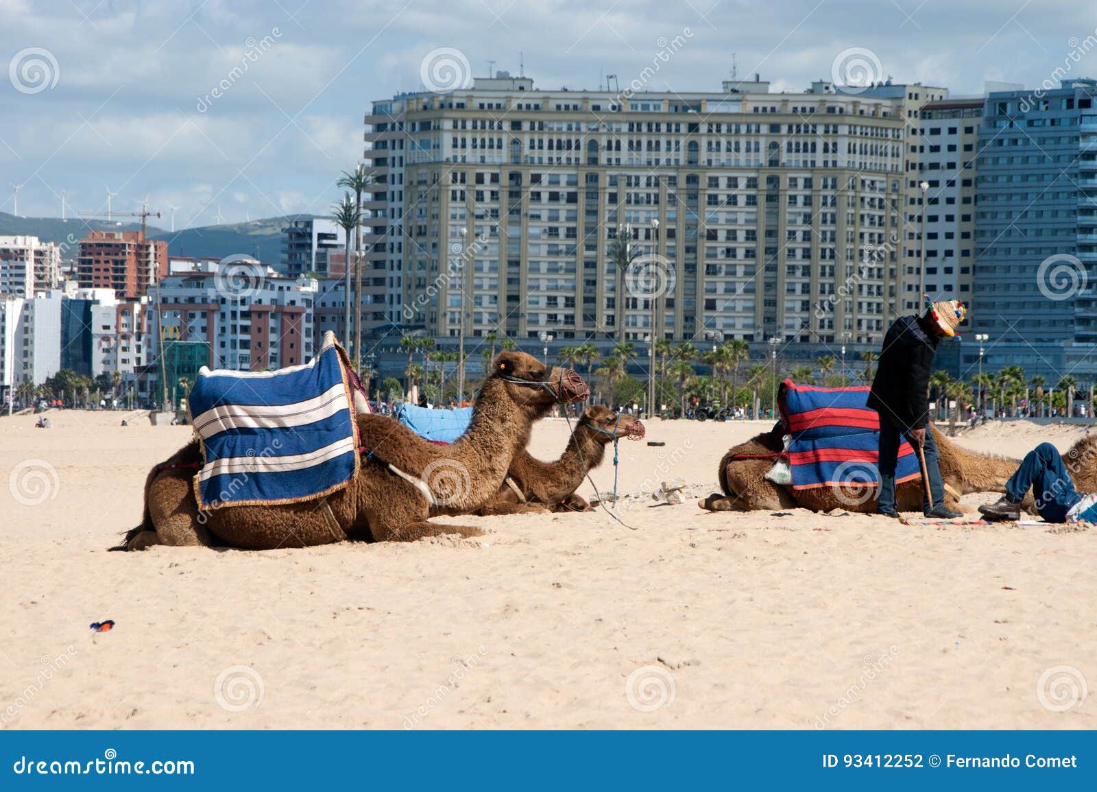 Camels in the Beach of Tangier, Morocco Editorial Photography - Image ...