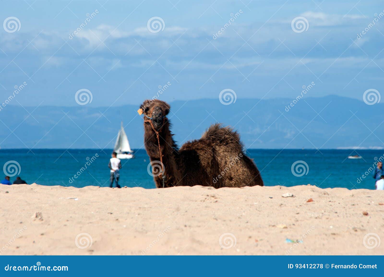 Camels in the Beach of Tangier, Morocco Stock Photo - Image of africa ...