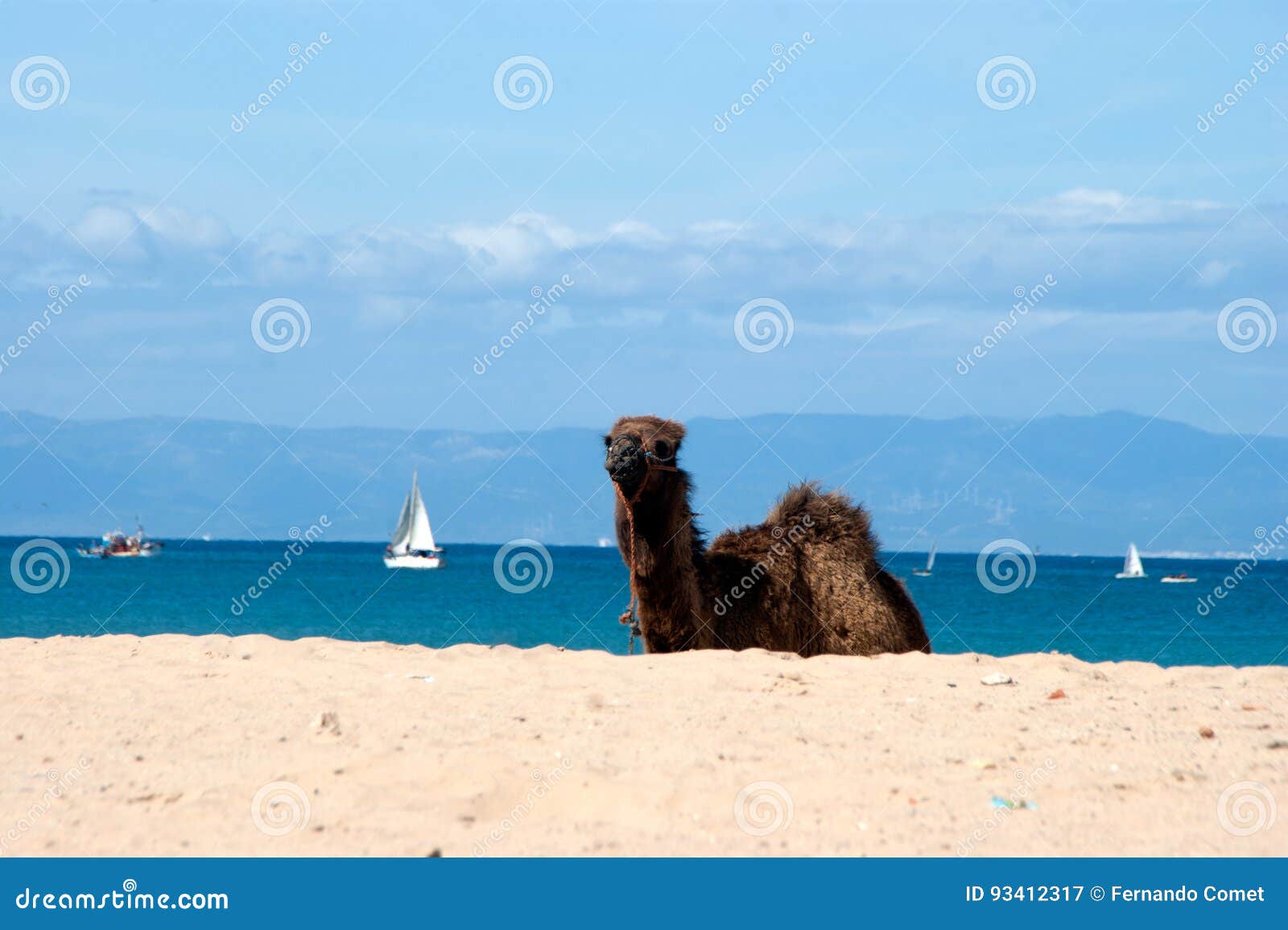 Camels in the Beach of Tangier, Morocco Stock Image - Image of ...