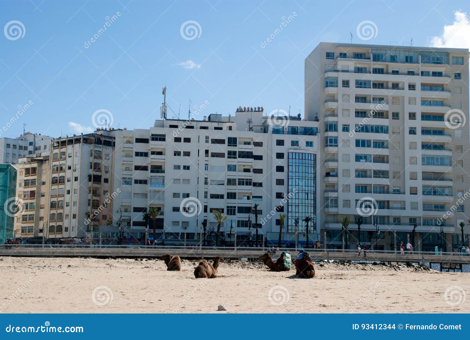 Camels in the Beach of Tangier, Morocco Editorial Stock Image - Image ...