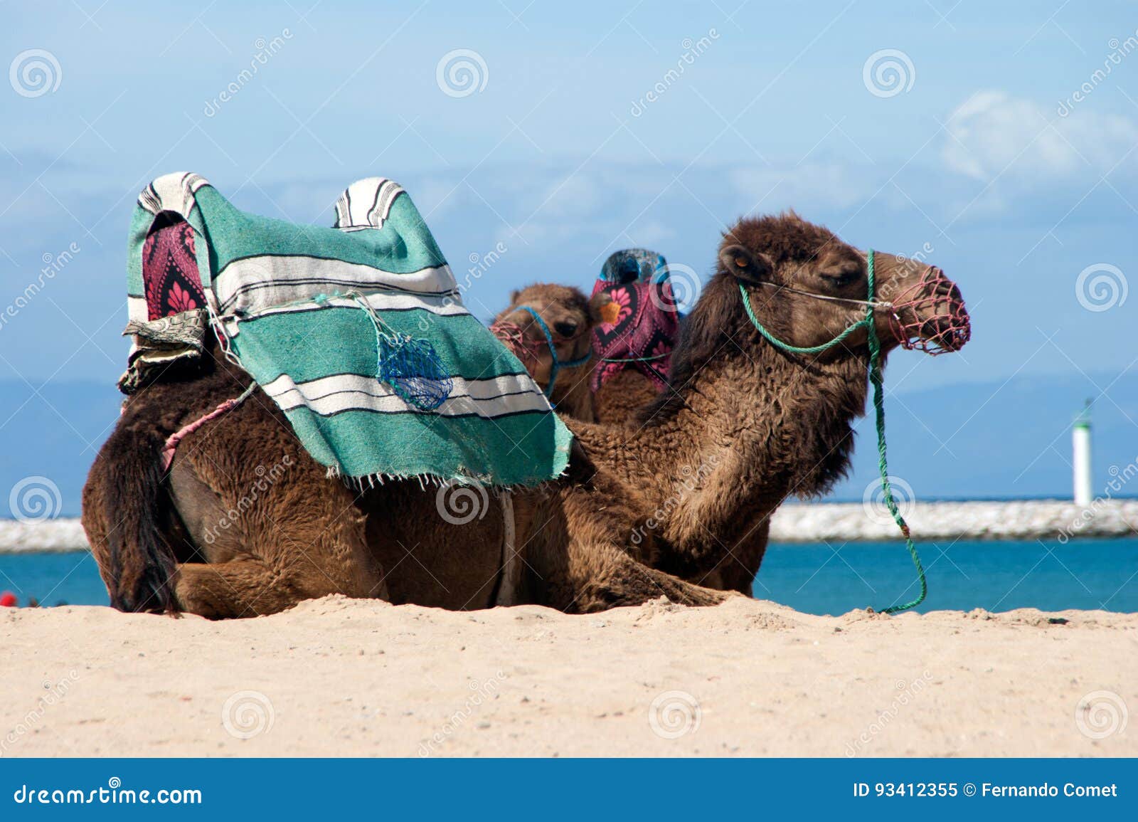 Camels in the Beach of Tangier, Morocco Stock Image - Image of beach ...