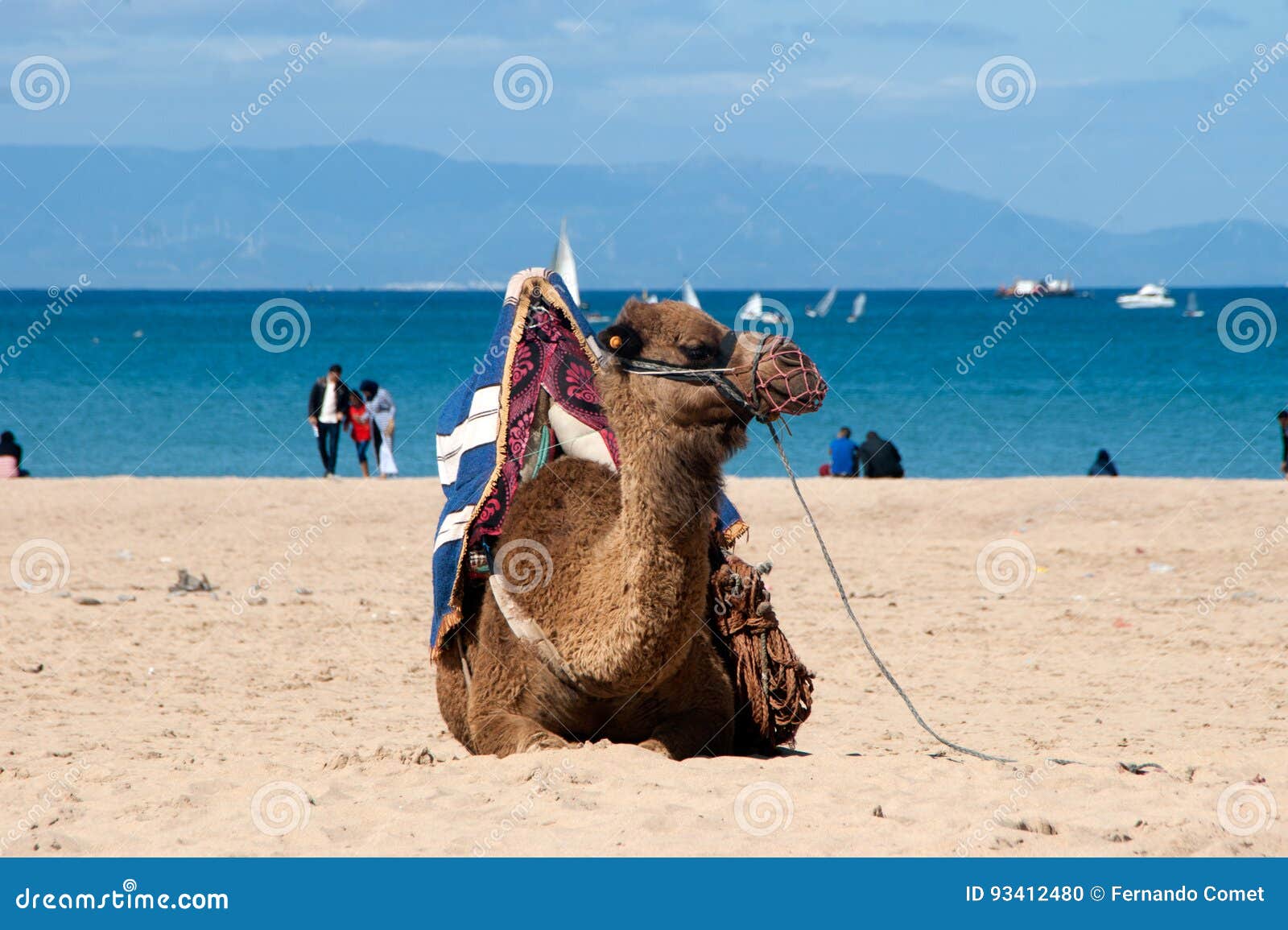 Camels in the Beach of Tangier, Morocco Stock Photo - Image of africa ...