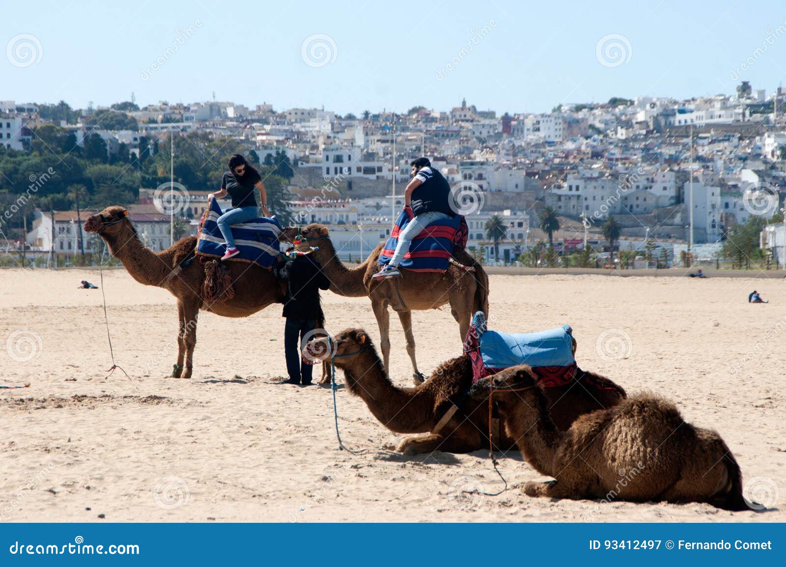 Camels in the Beach of Tangier, Morocco Editorial Photography - Image ...