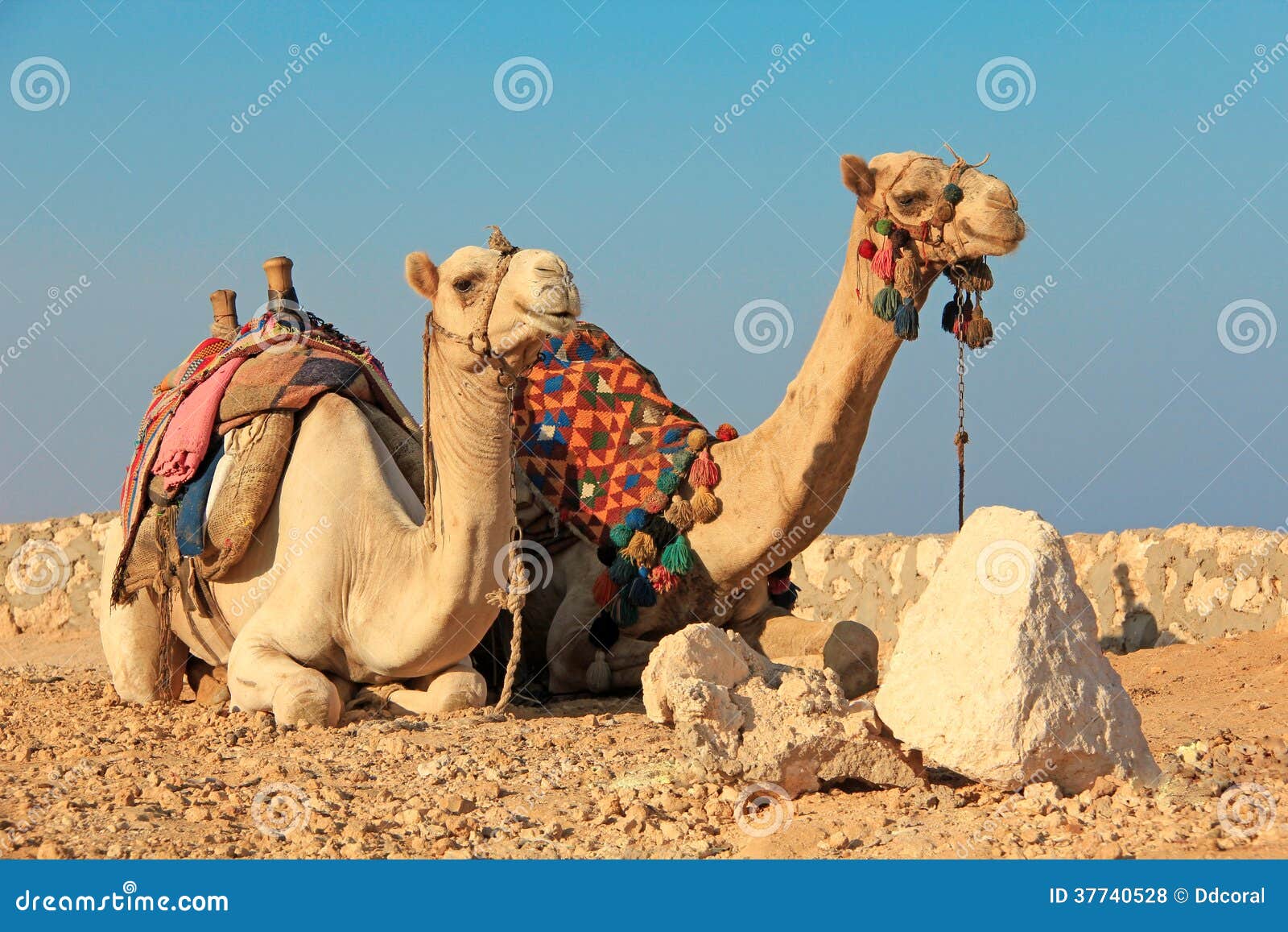 Egyptian Masticate Stock Photos - Free & Royalty-Free Stock Photos from ...