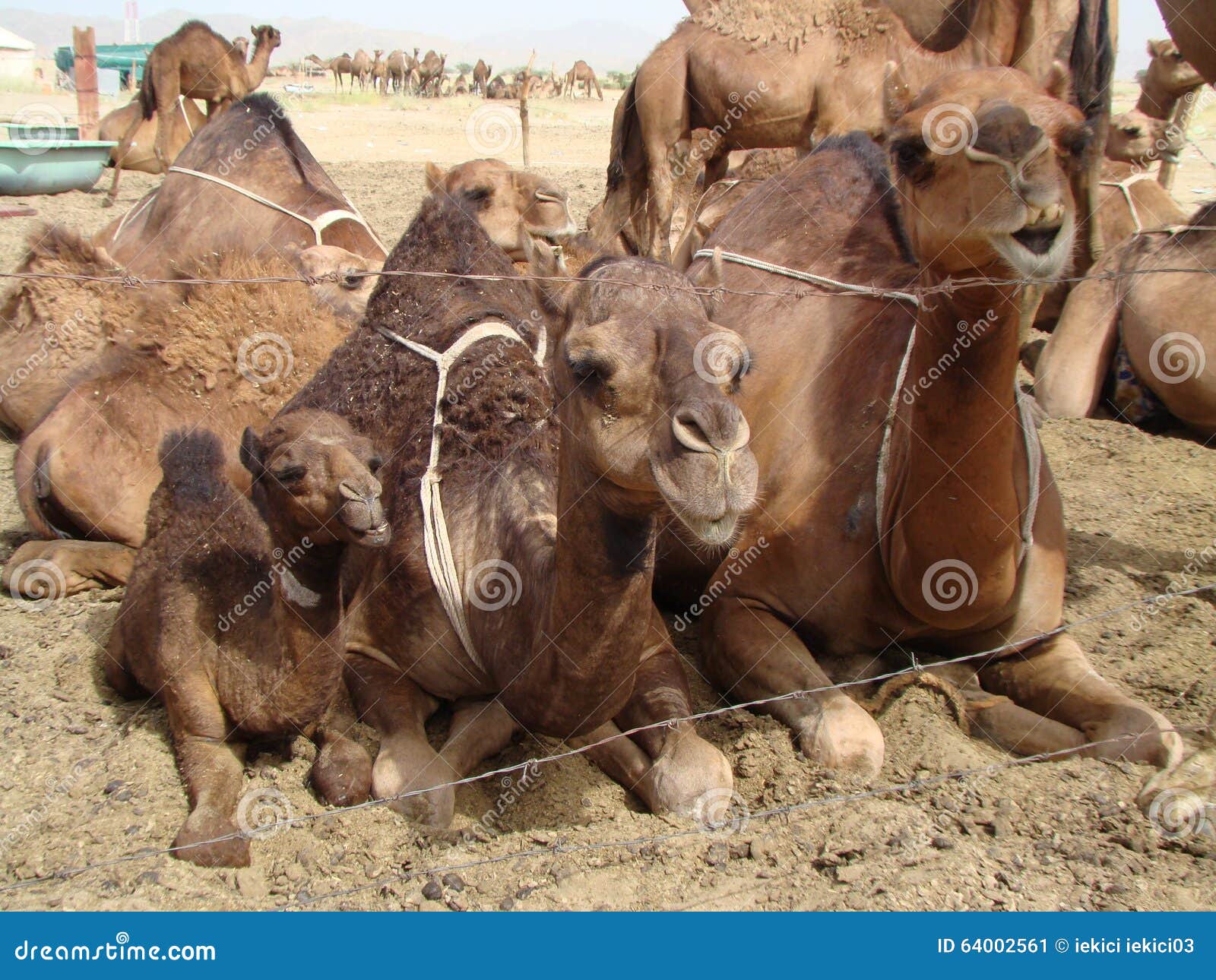 Camels stock image. Image of farm, deve, camels, desert - 64002561